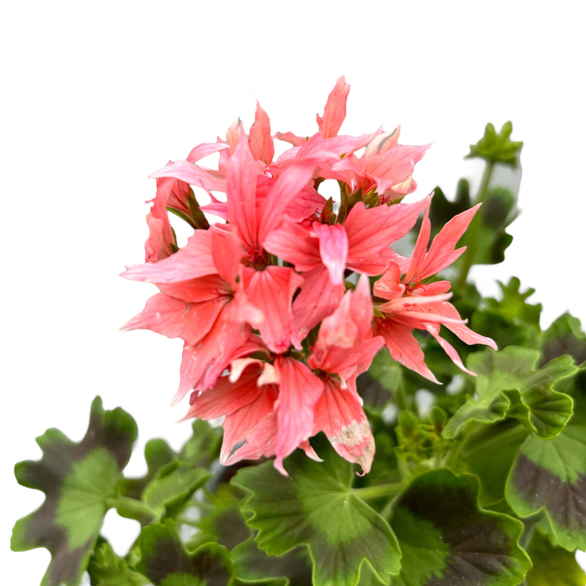 Muscate stelate roz - Pelargonium Fireworks 'Pink'