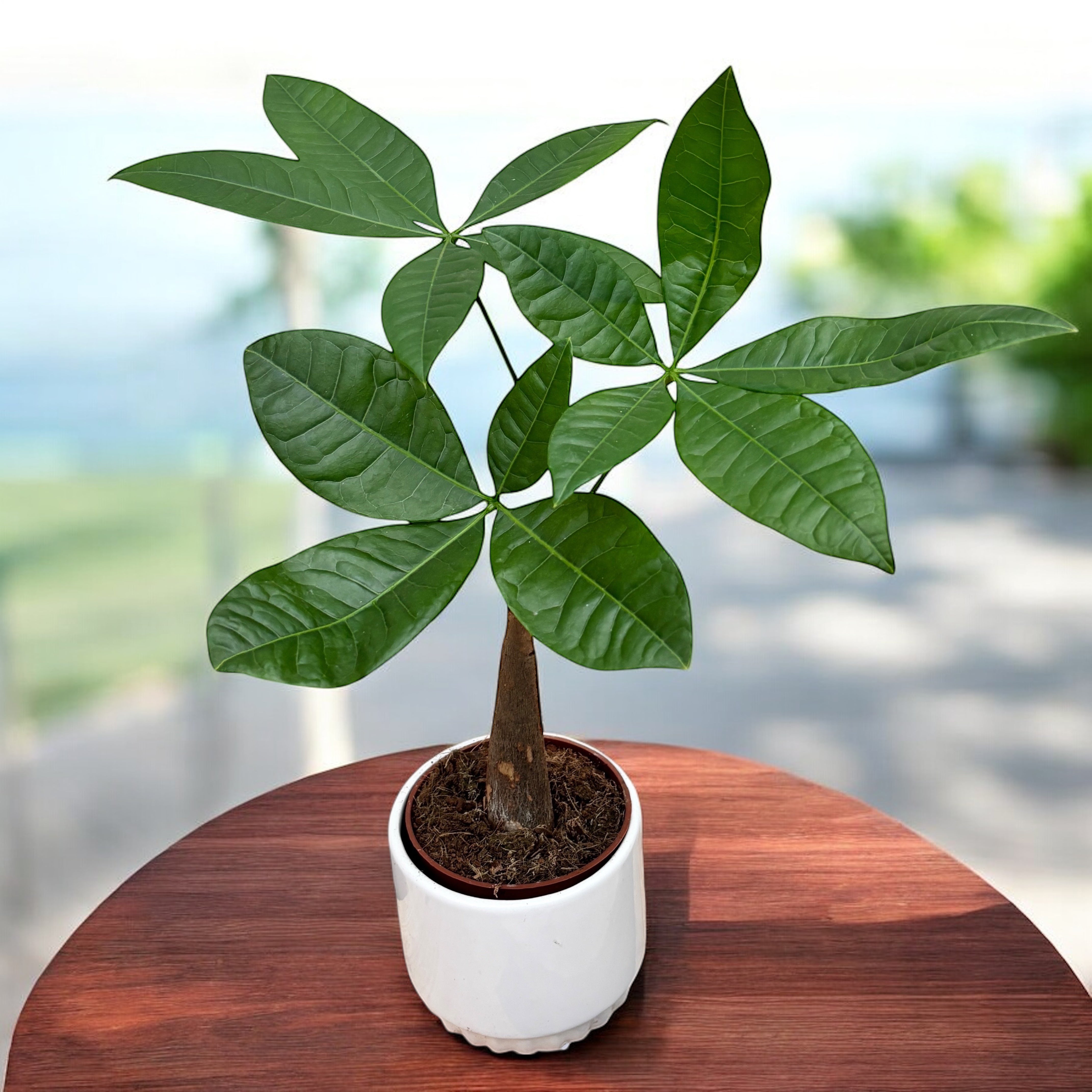 Pachira aquatica - Arborele Banilor – Secret Garden Plant Shop