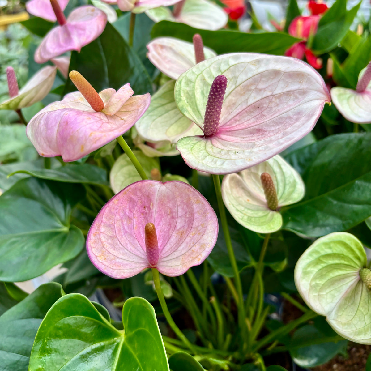 Anthurium ‘Laguna’ – eleganta tropicala cu flori violet – Secret Garden ...