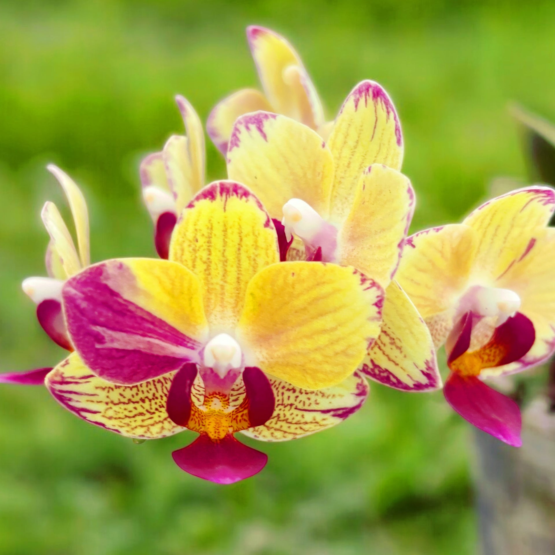Phalaenopsis Chang Chih Gold × Lioulin Little Berry – Secret Garden ...