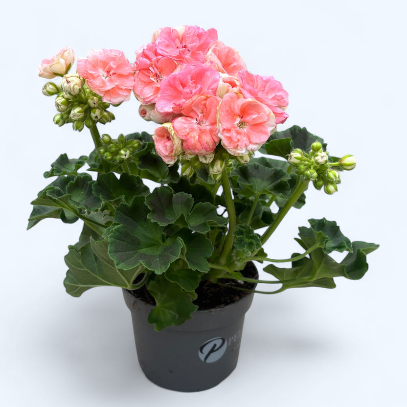 Muscata trandafir - Pelargonium Rosebud ‘Astrid Lindgren’ – Secret ...