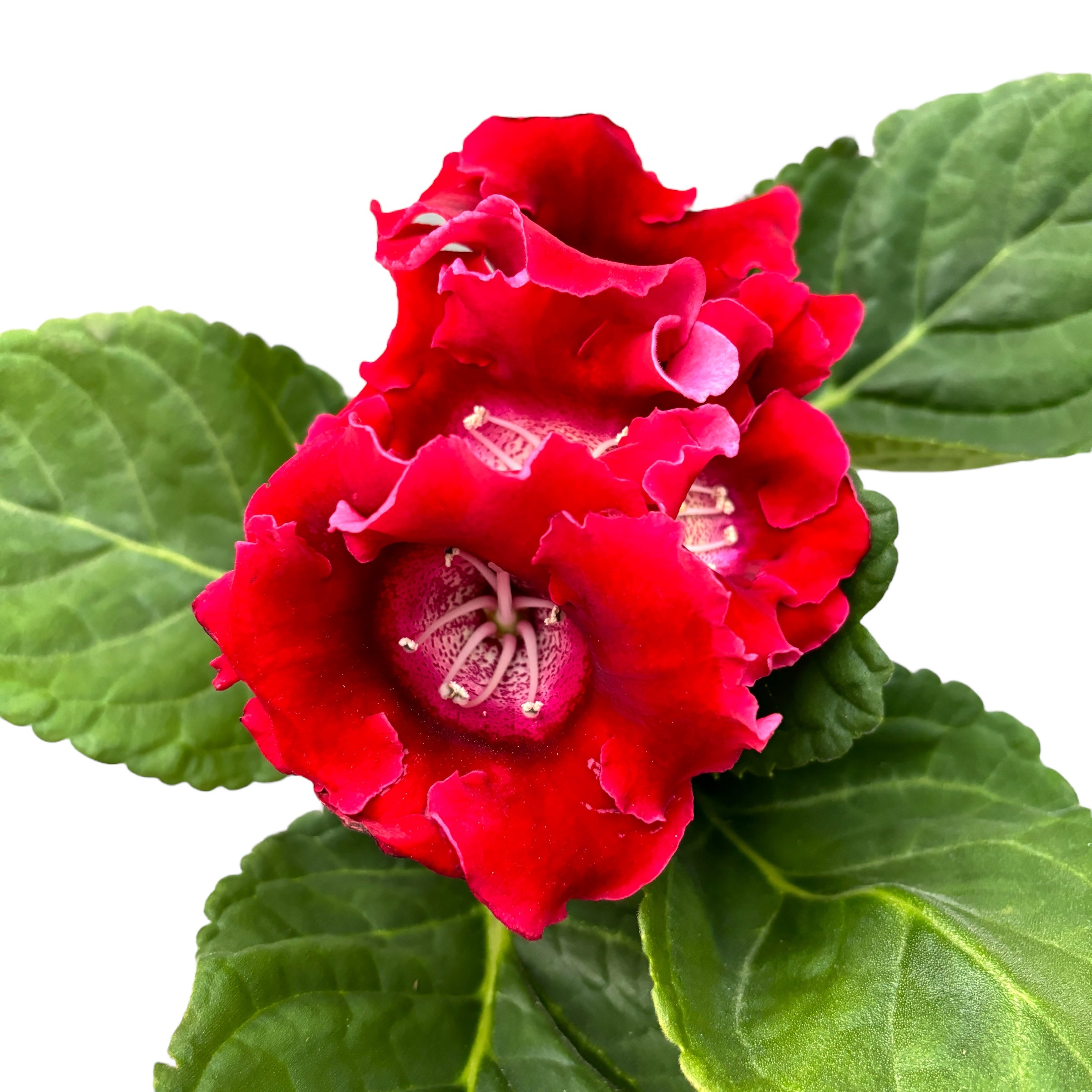 Sinningia ‘Avanti Scarlet’ (Gloxinia Sonata) – Secret Garden Plant Shop