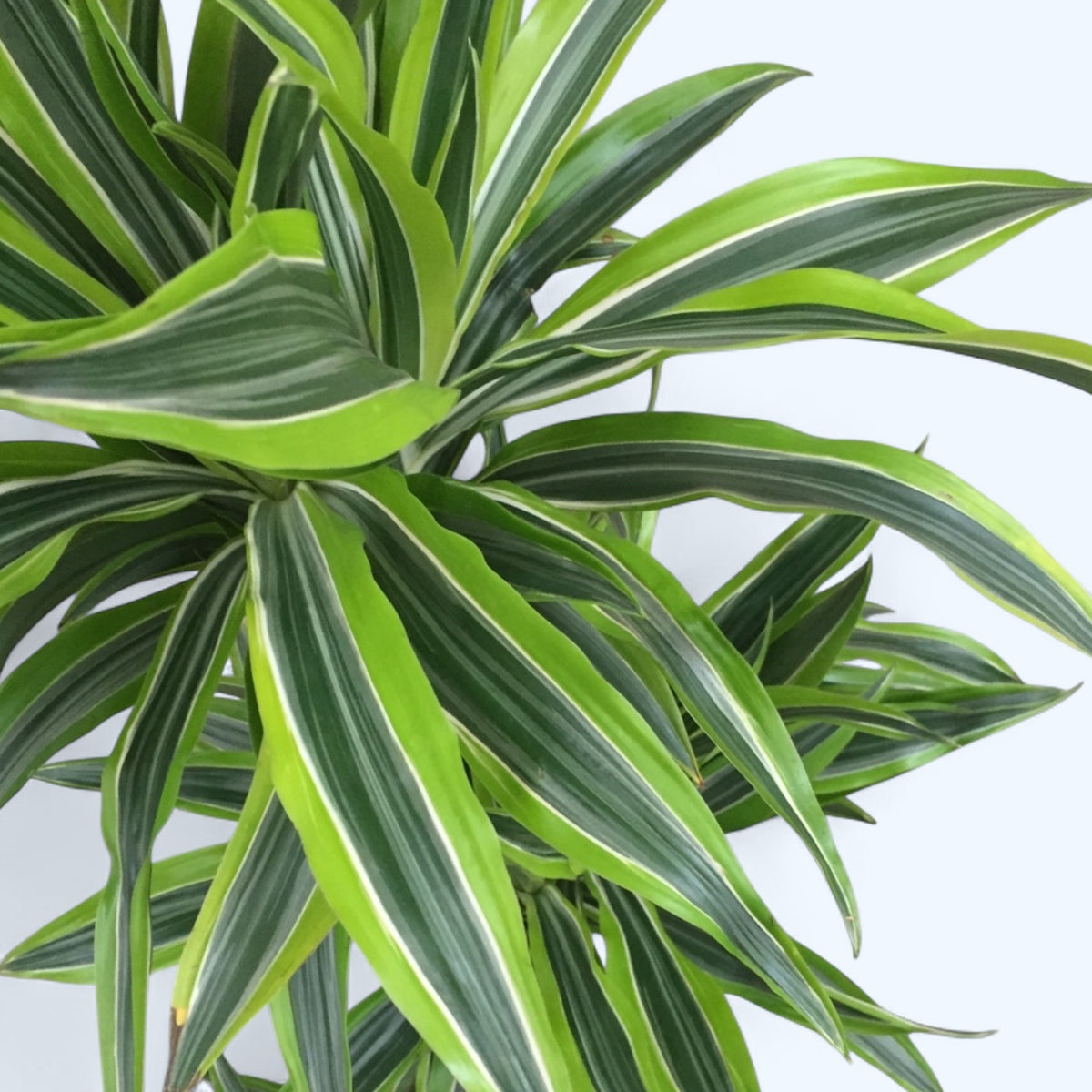 Dracaena fragrans 'Lemon Lime' 2 tulpini – Secret Garden Plant Shop