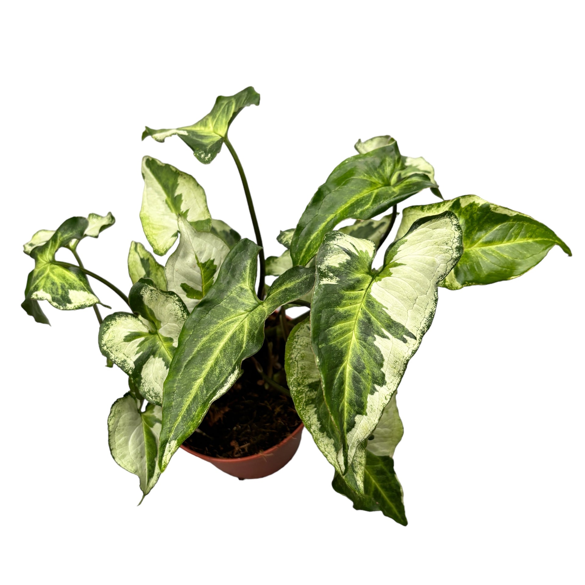 Syngonium 'Three Kings' – Secret Garden Plant Shop