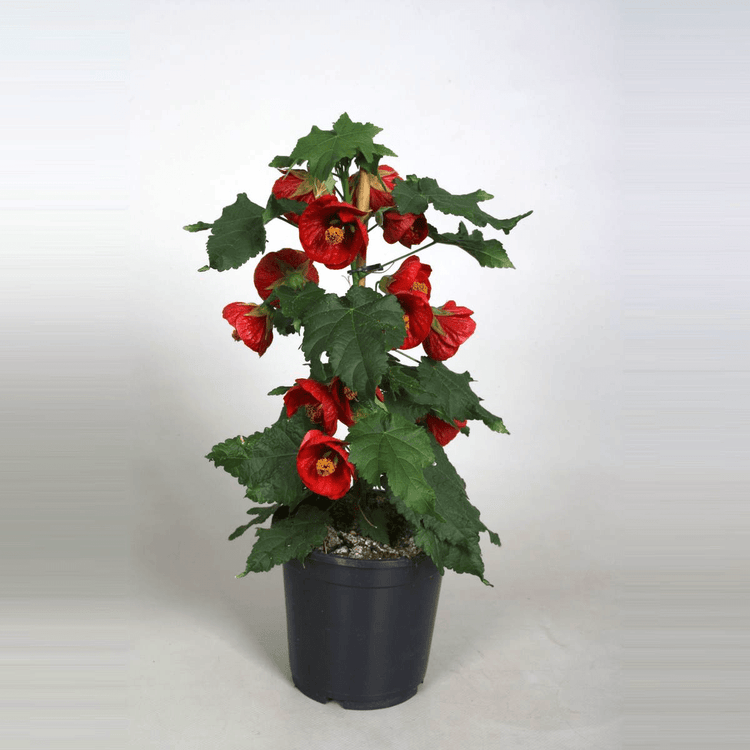 Abutilon 'Red' (Florea artar) – Floraria Secret Garden (SG)