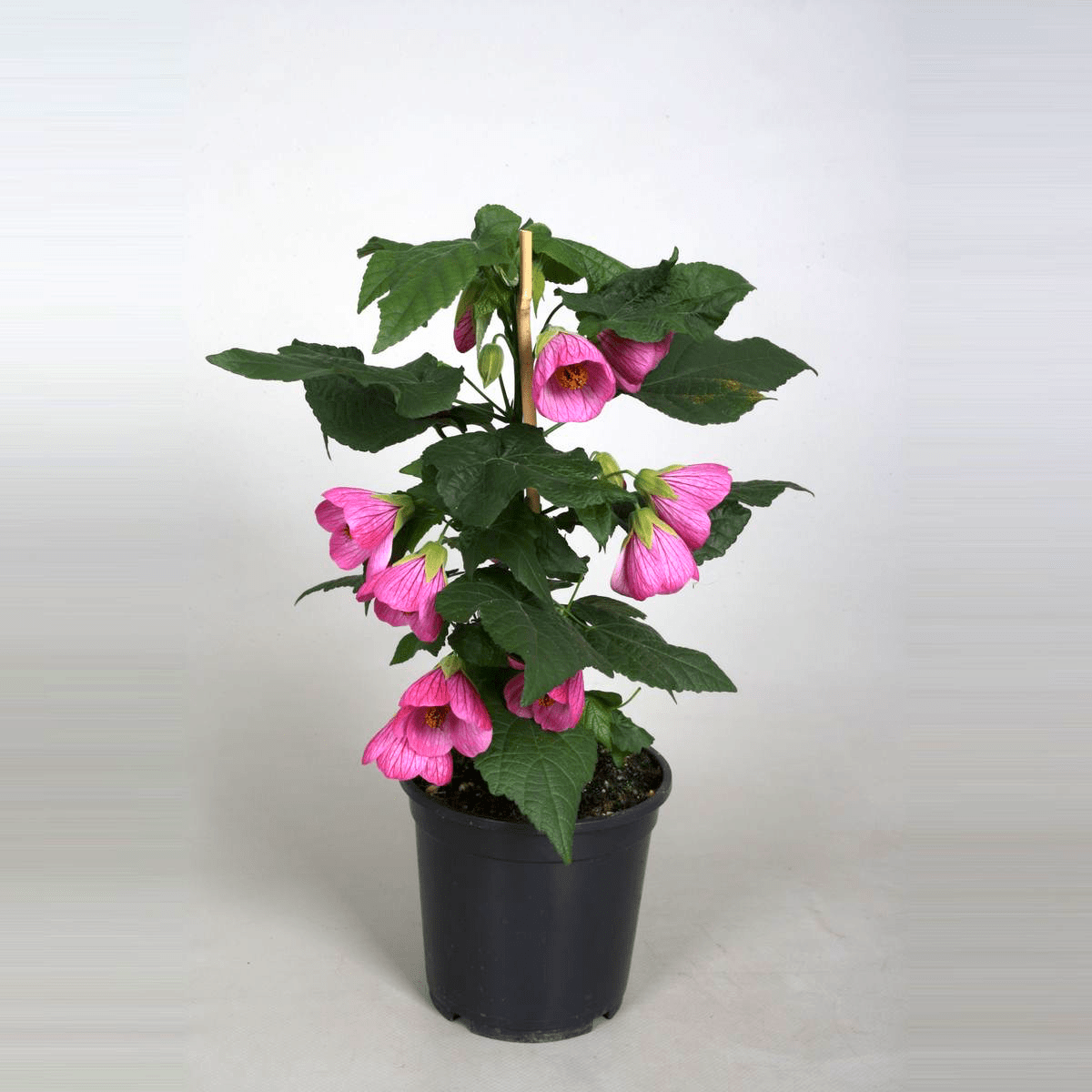 Abutilon 'Pink' (Florea artar) – Floraria Secret Garden (SG)