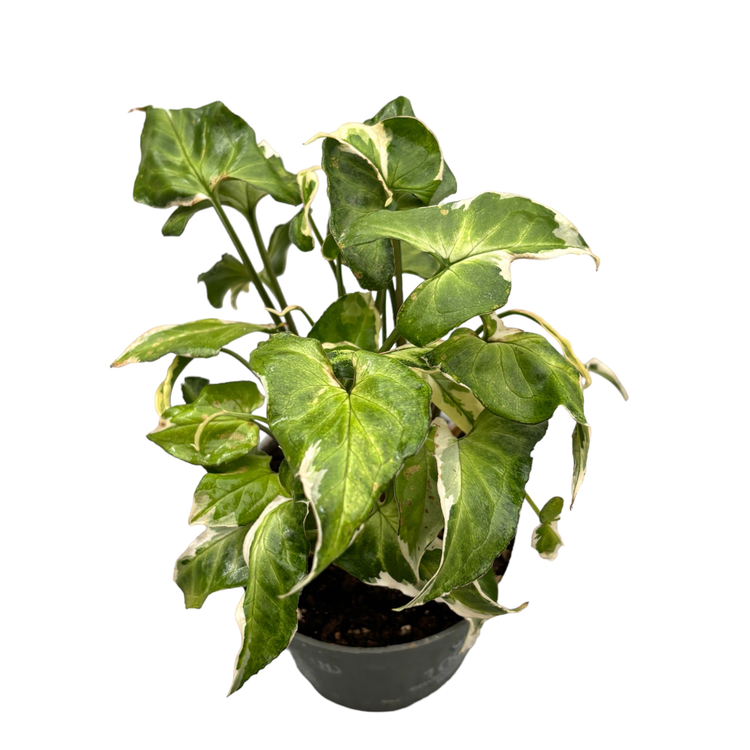 Syngonium 'Starlite' – Floraria Secret Garden (SG)