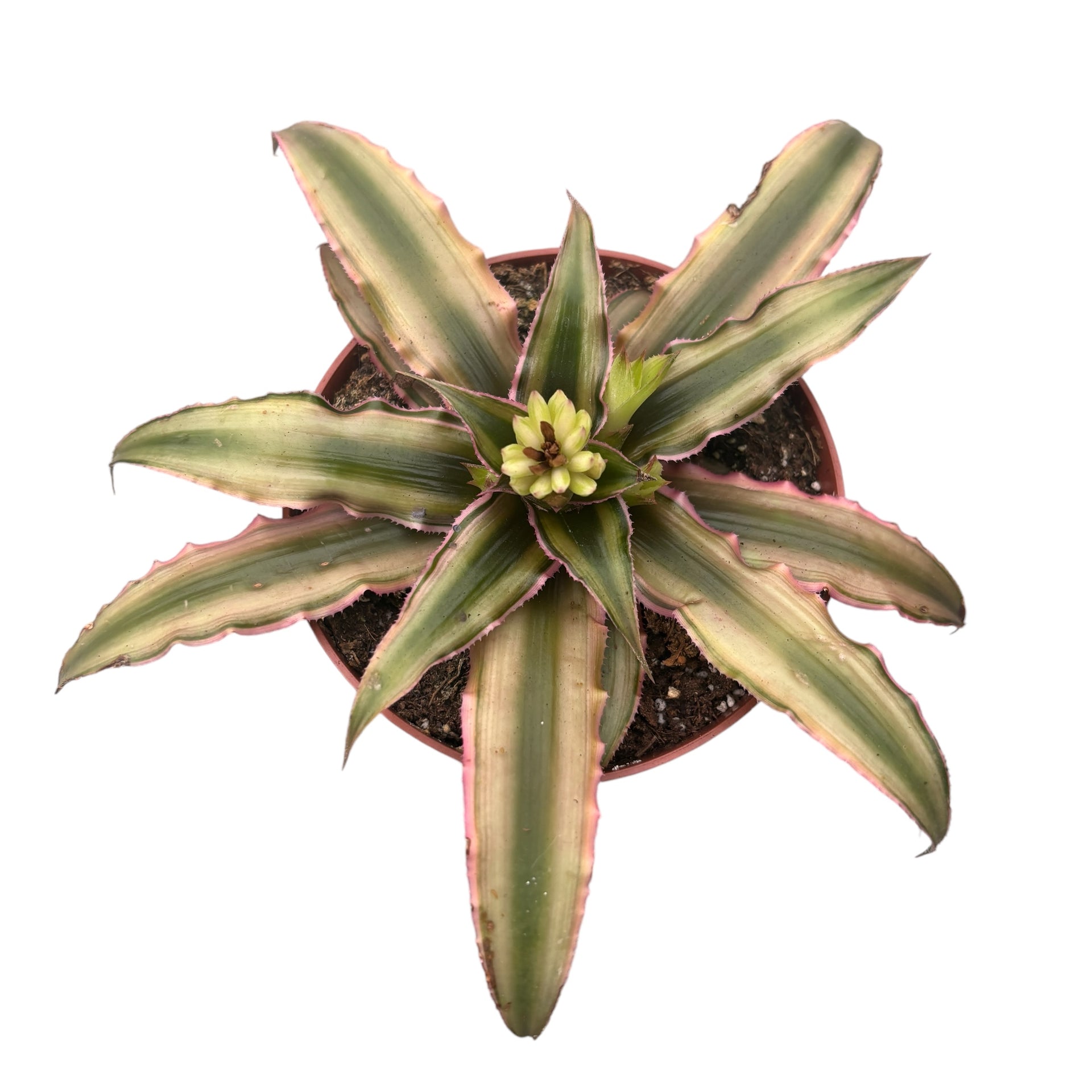 Cryptanthus bivittatus Pink Starlight D9 – Secret Garden Plant Shop