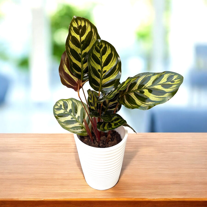 Calathea makoyana – planta paun cu frunzis spectaculos pictat – Secret ...