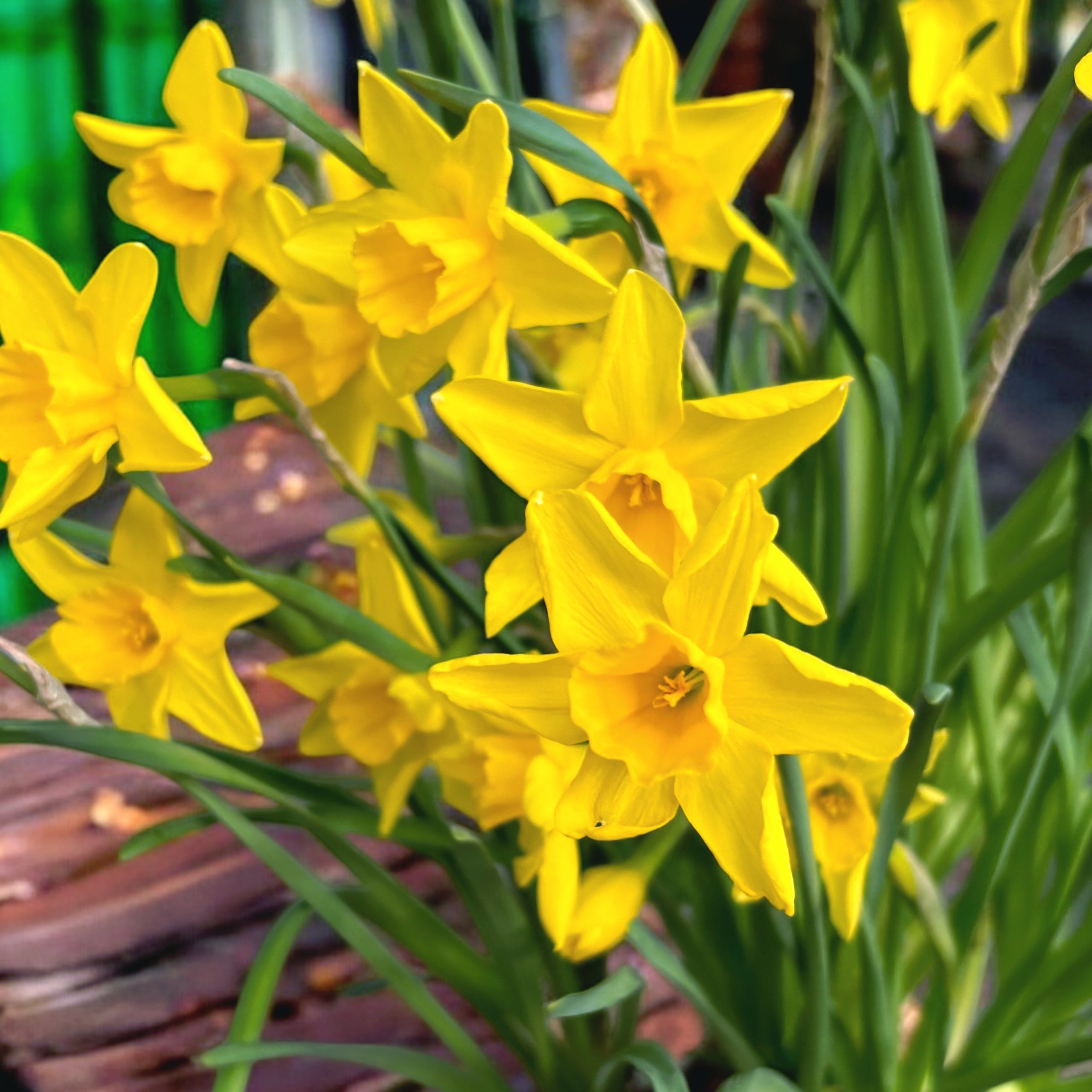 Narcise galbene cu flori mari - Narcissus ‘Early Sensation’ – Secret ...