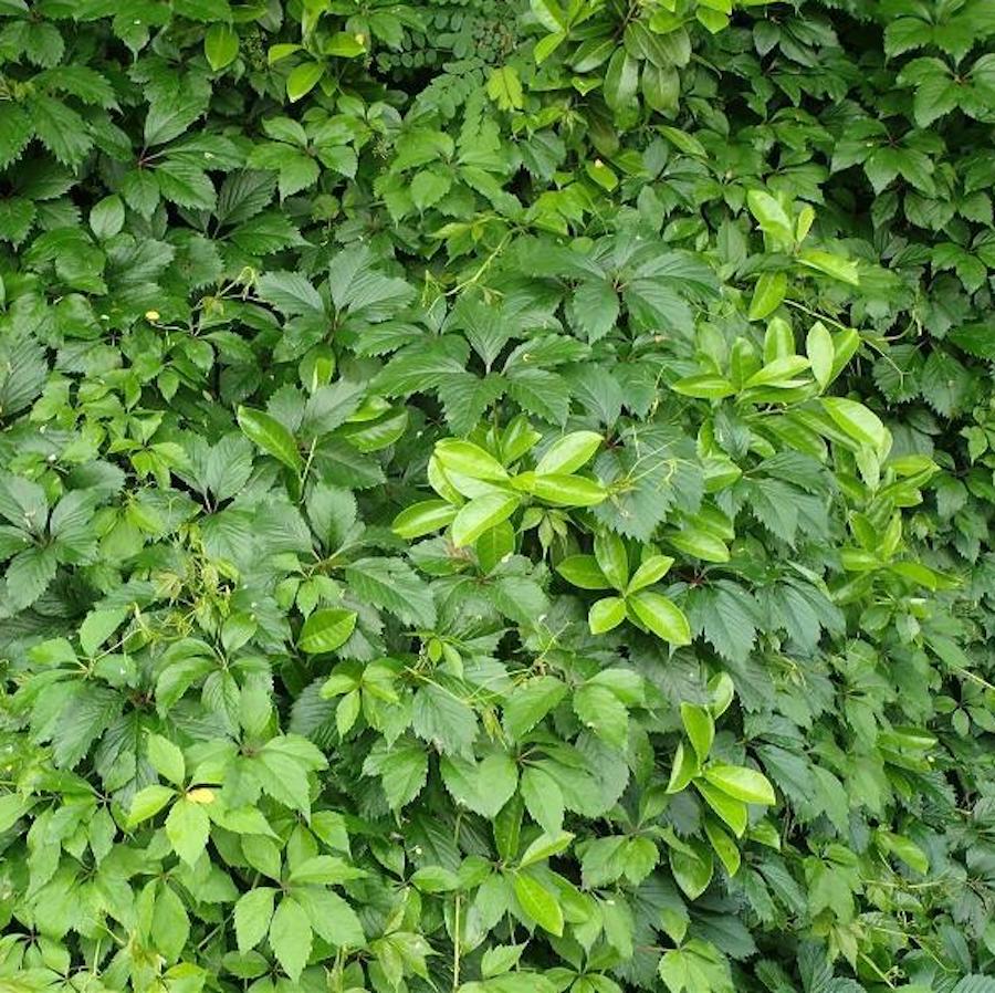 Parthenocissus inserta (cataratoare)