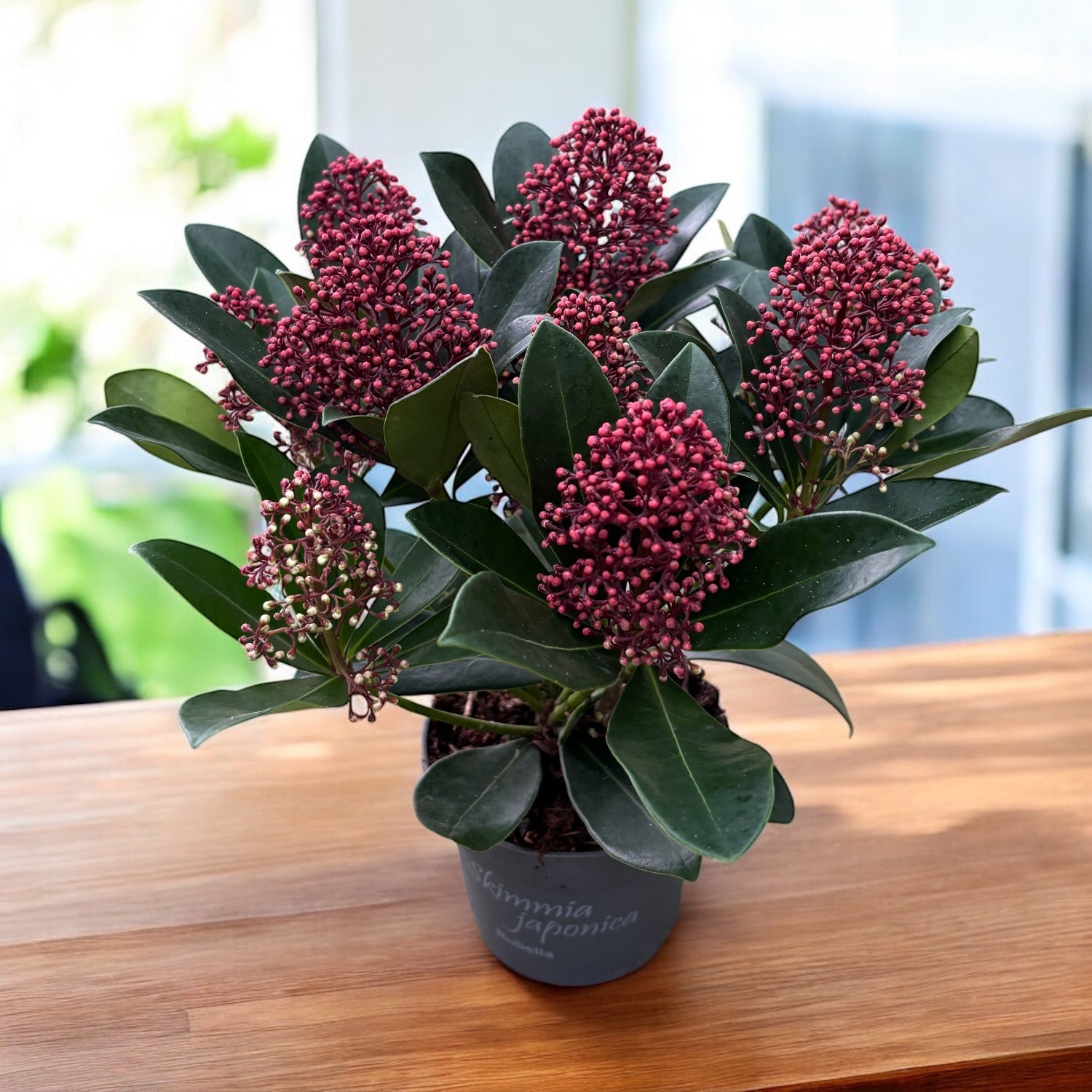 Skimmia japonica ‘Rubella’ (Liliacul japonez) – arbust compact, verde ...
