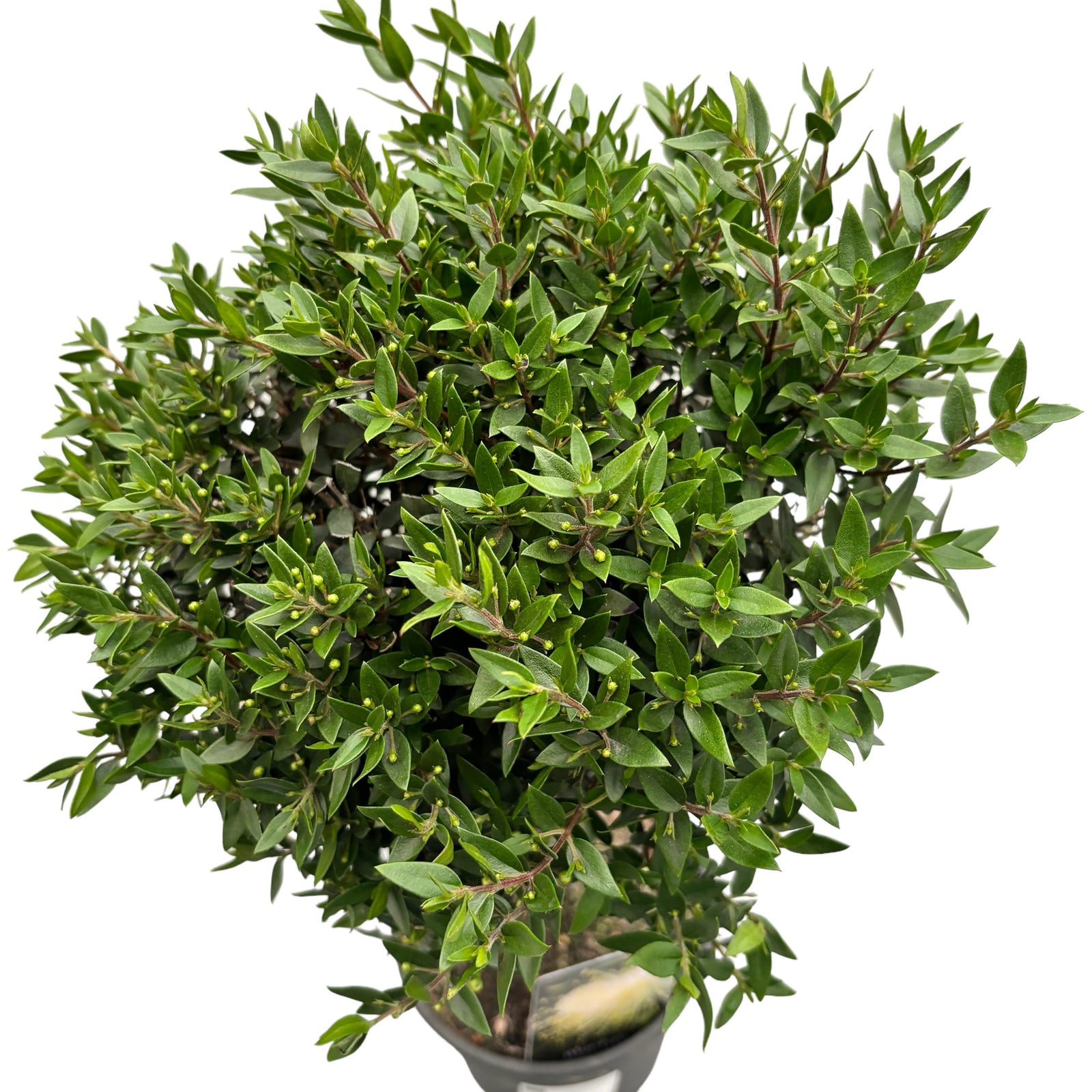 Mirt la ghiveci (Myrtus Communis) H50 cm – Secret Garden Plant Shop