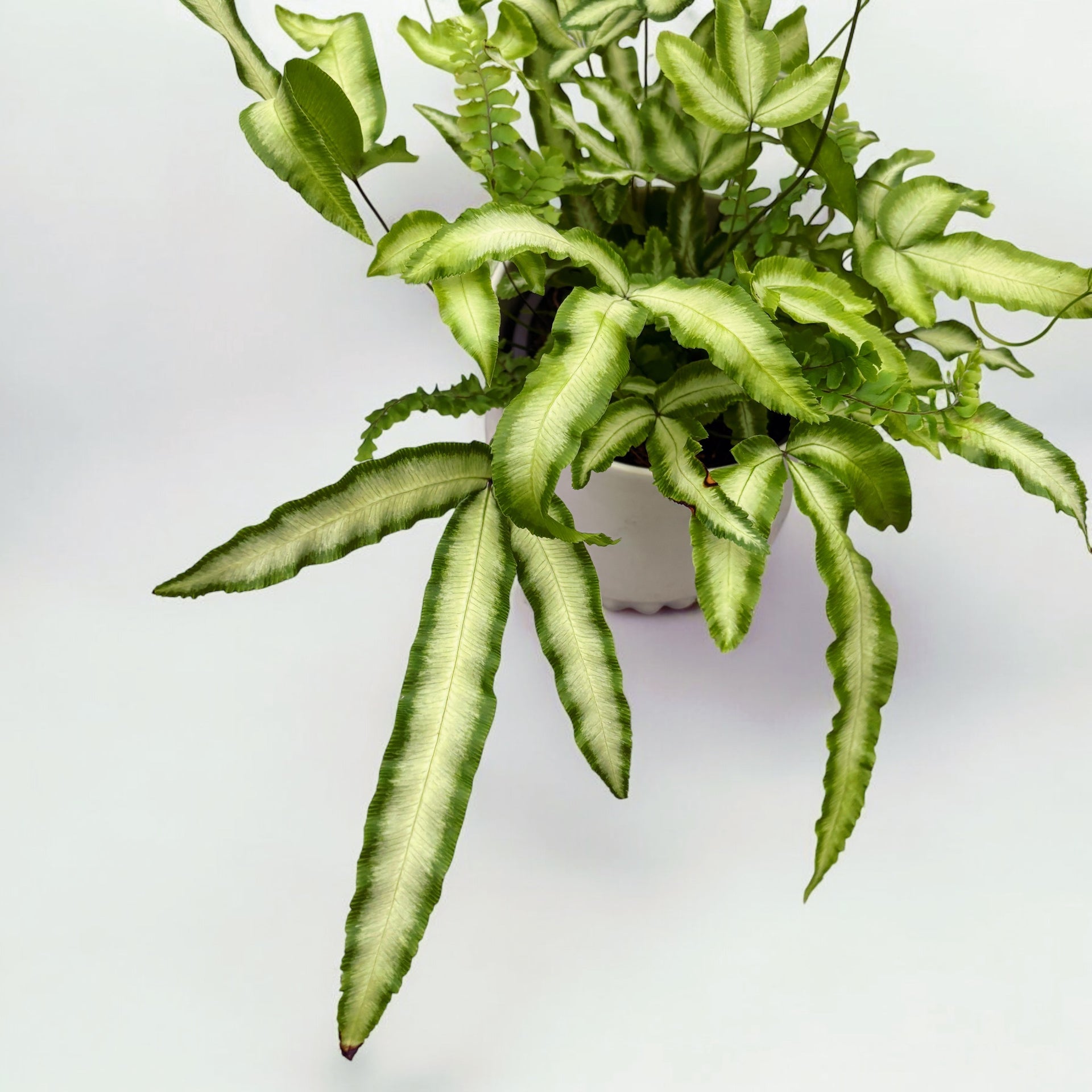 Pteris cretica 'Albolineata' - feriga cu aspect exotic – Secret Garden ...