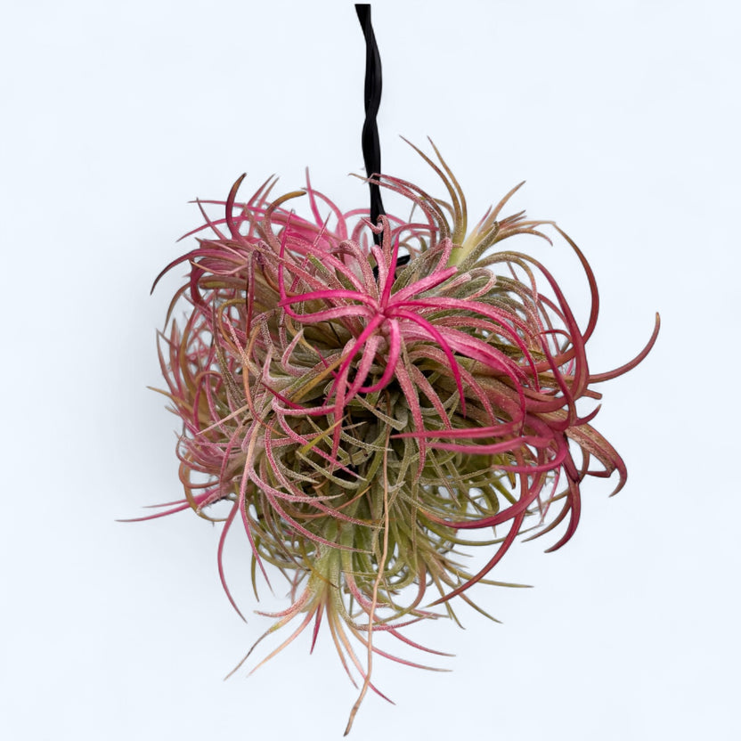 Aranjament cu Tillandsia Magic Ball Red – accent vibrant si rafinament ...