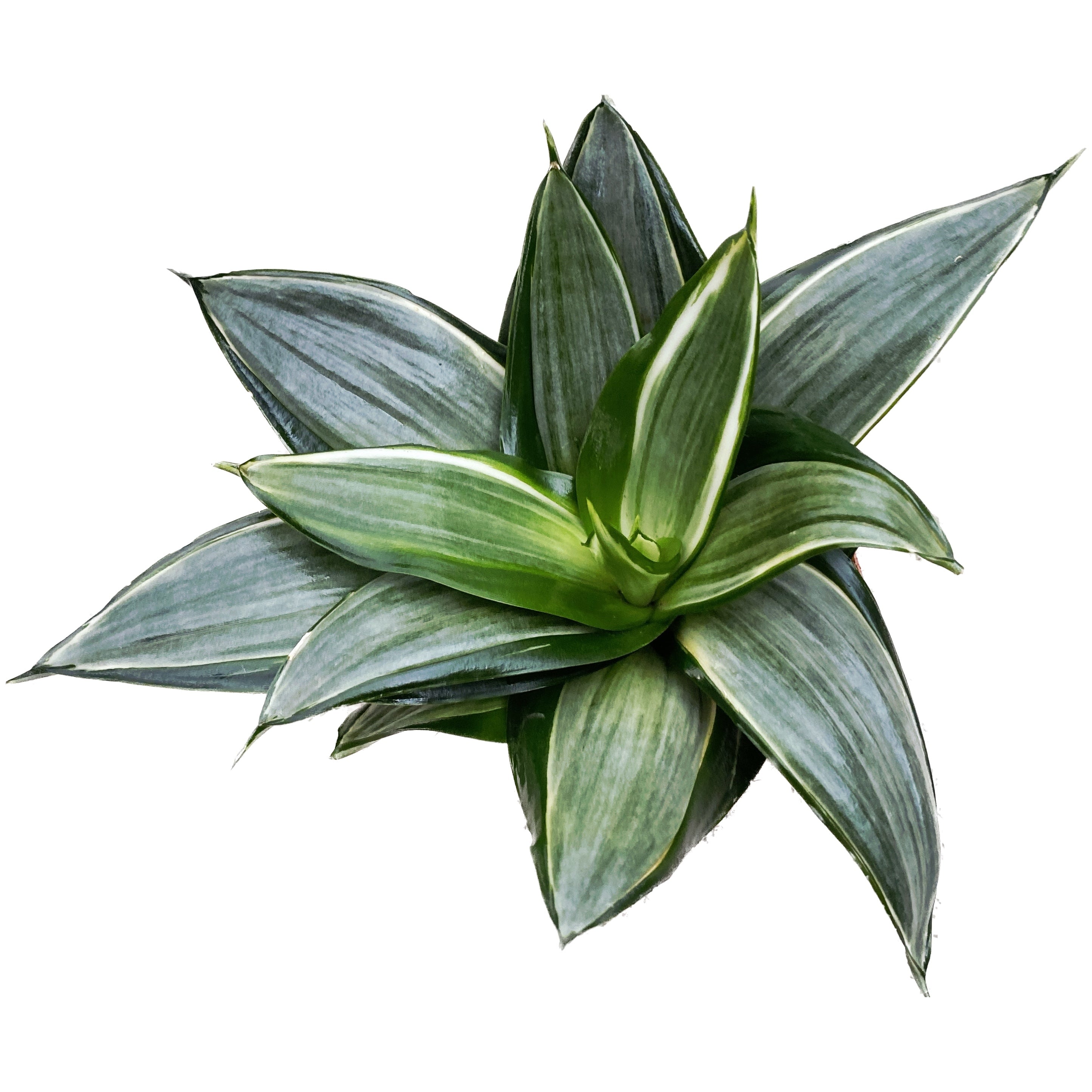 Sansevieria Hahnii 'Diamond' D9 – Floraria Secret Garden (SG)