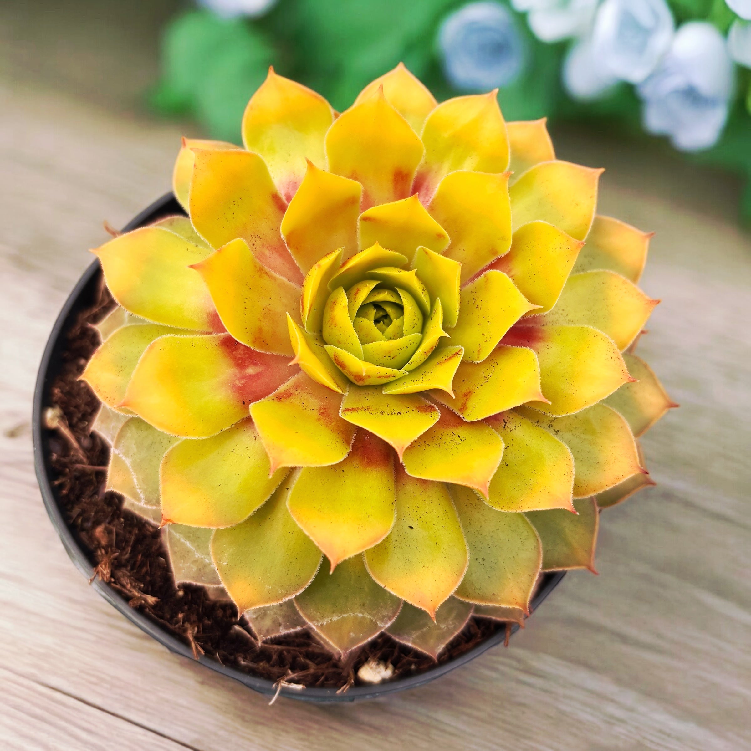 Sempervivum ‘Chick Charms Gold Nugget’ – Secret Garden Plant Shop