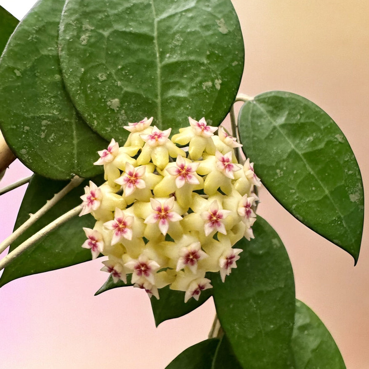 Hoya parasitica 'Black Margin' D12 – Secret Garden Plant Shop