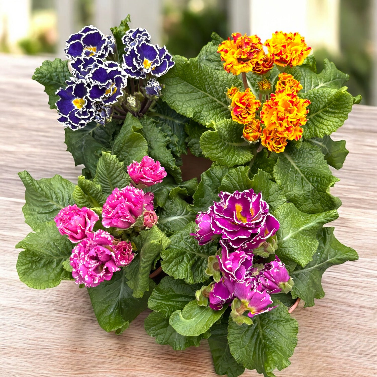 Primula acaulis in sac de iuta cu fir de martisor inclus – cadou vesel ...