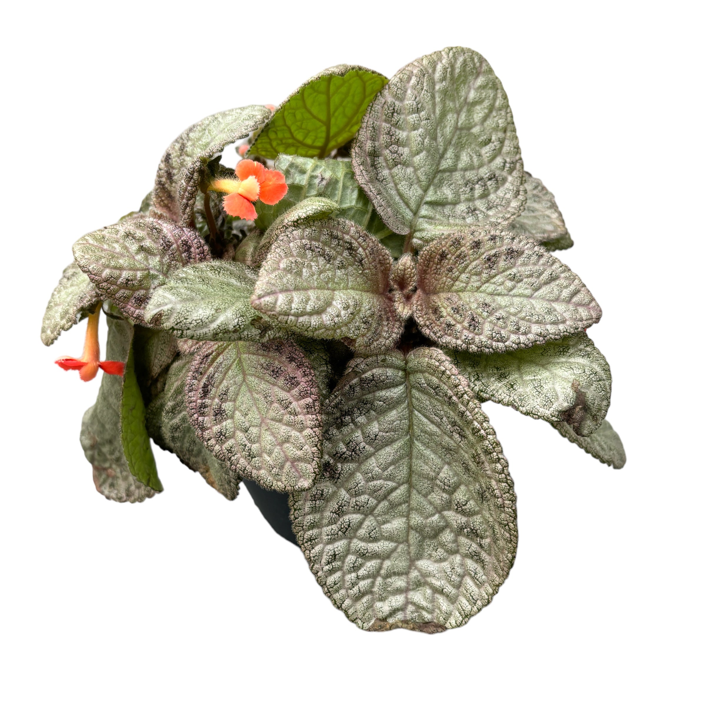 Episcia Shimmering Silver – Secret Garden Plant Shop