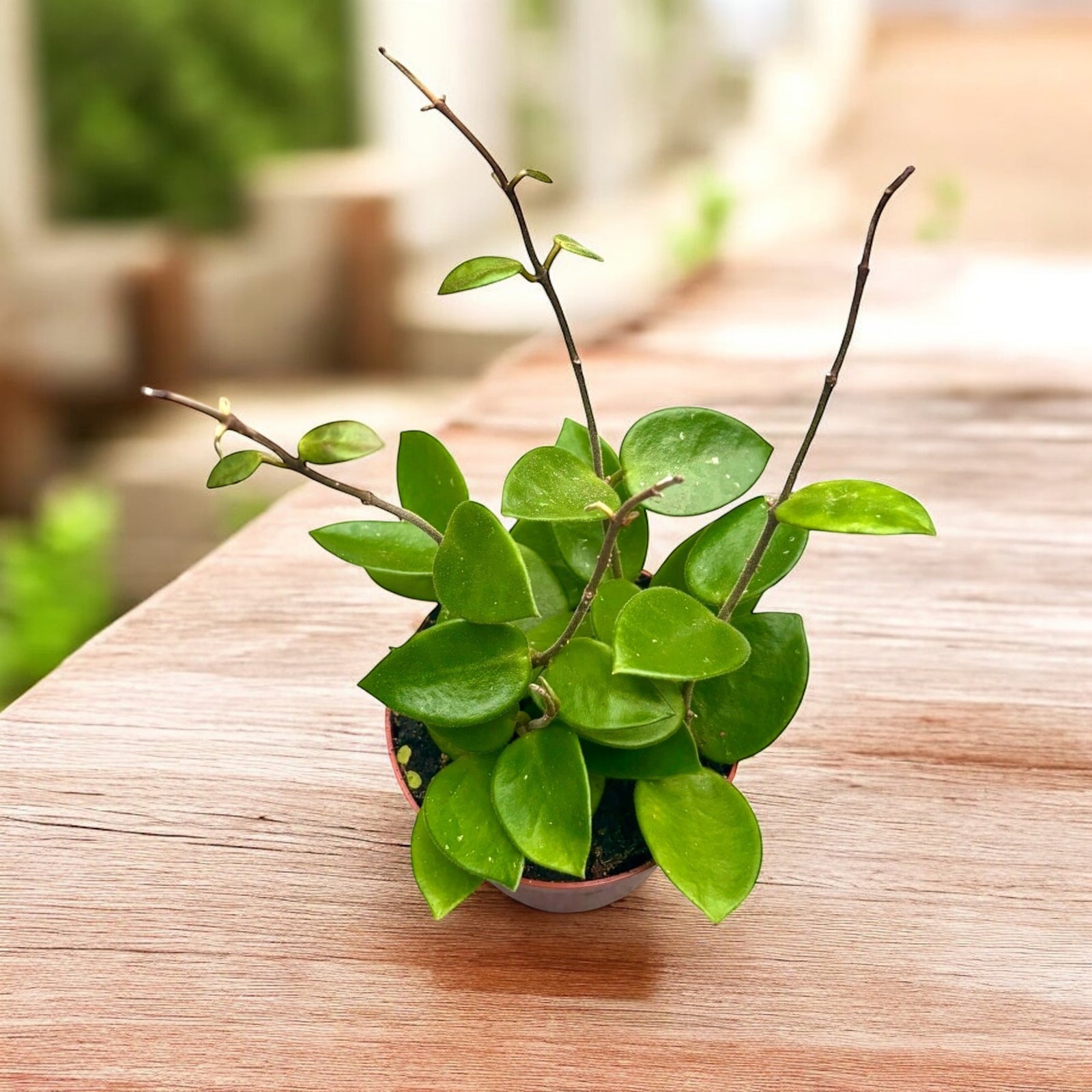 Hoya 'Chouke' (carnosa x serpens) D9 - full pots – Secret Garden Plant Shop