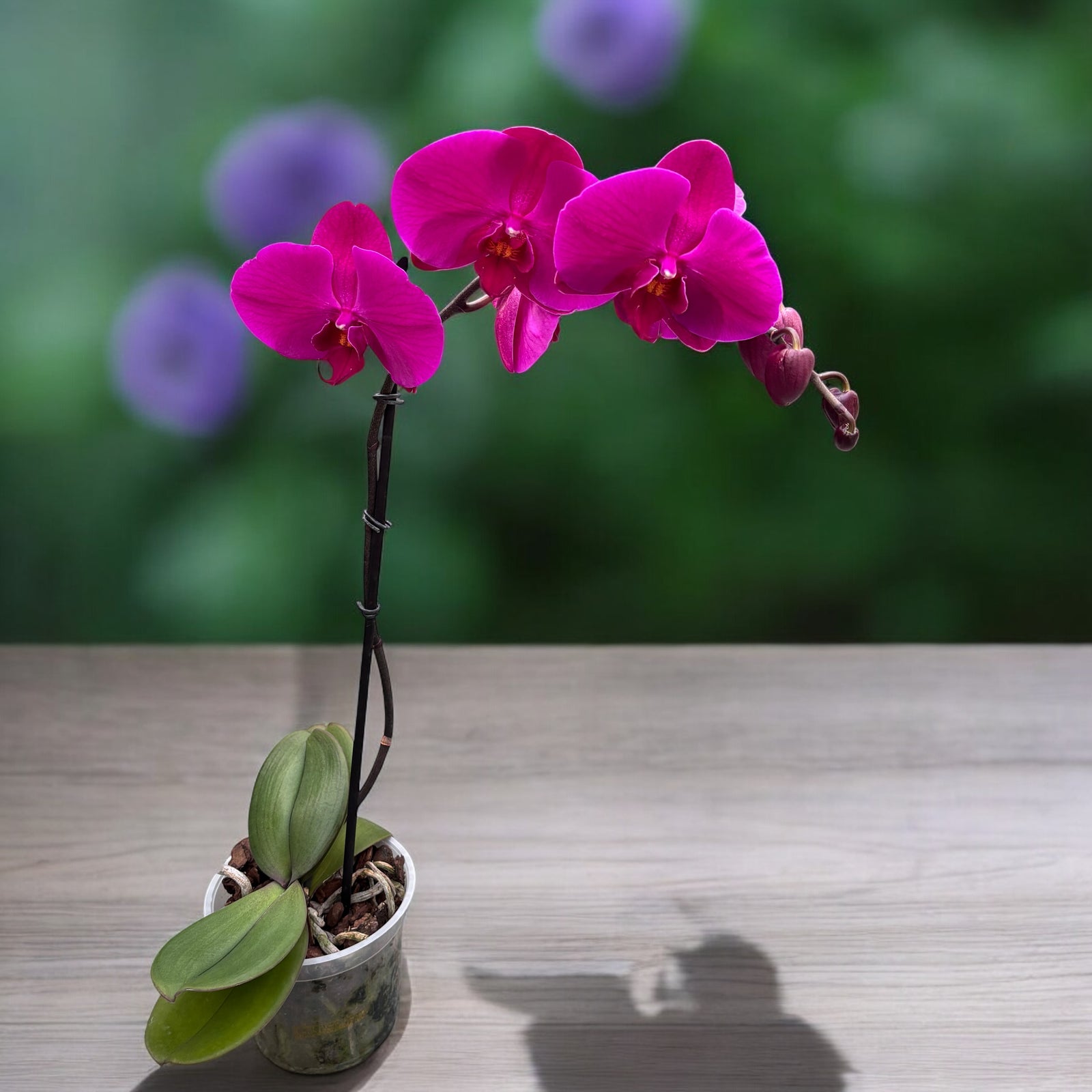 Phalaenopsis Miki Imperial Seal 'MI01' (Florious Purple, Femion) - flo ...