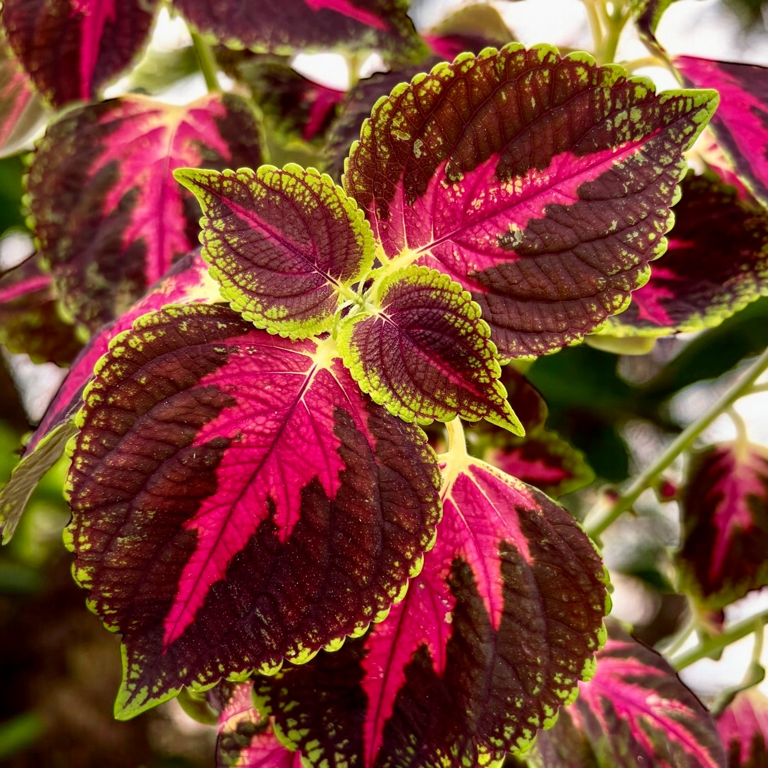 Coleus 'Pink Tricolor' - urzicuta cu frunzis tricolor spectaculos ...