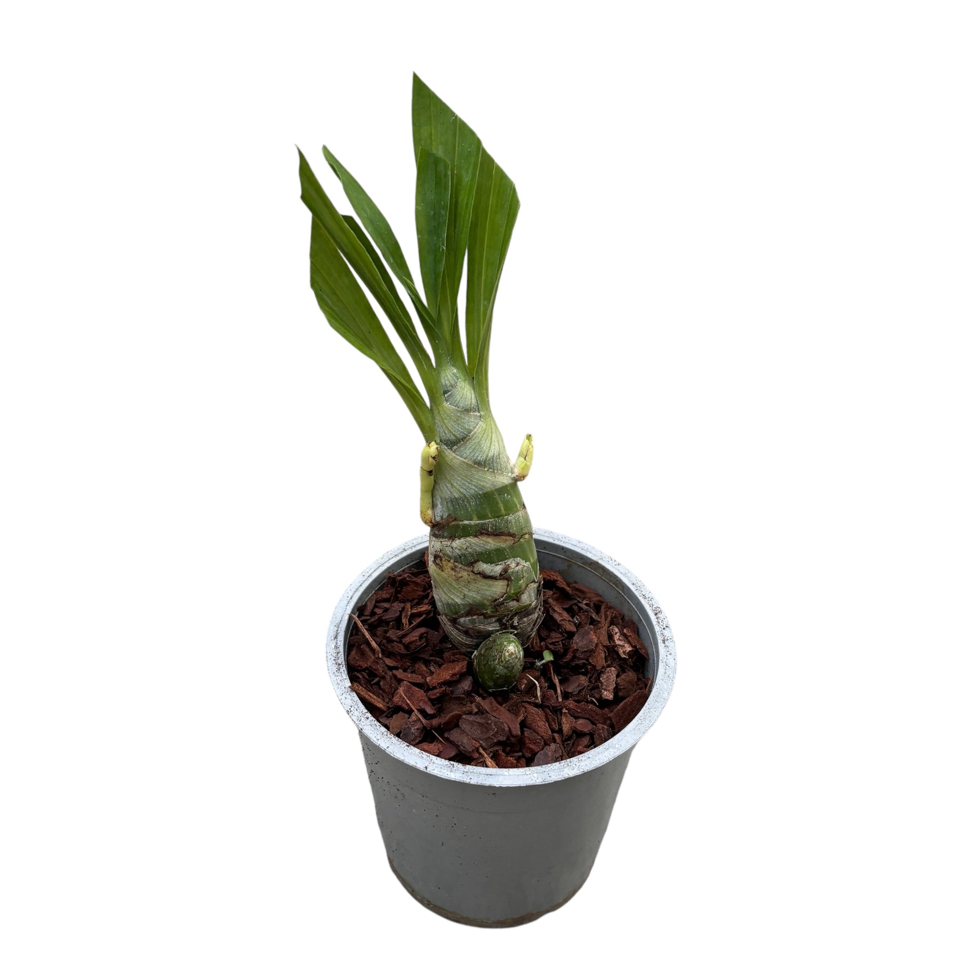 Cyc. Jumbo Puff Taiyoung No.1 SM/TOGA – Secret Garden Plant Shop