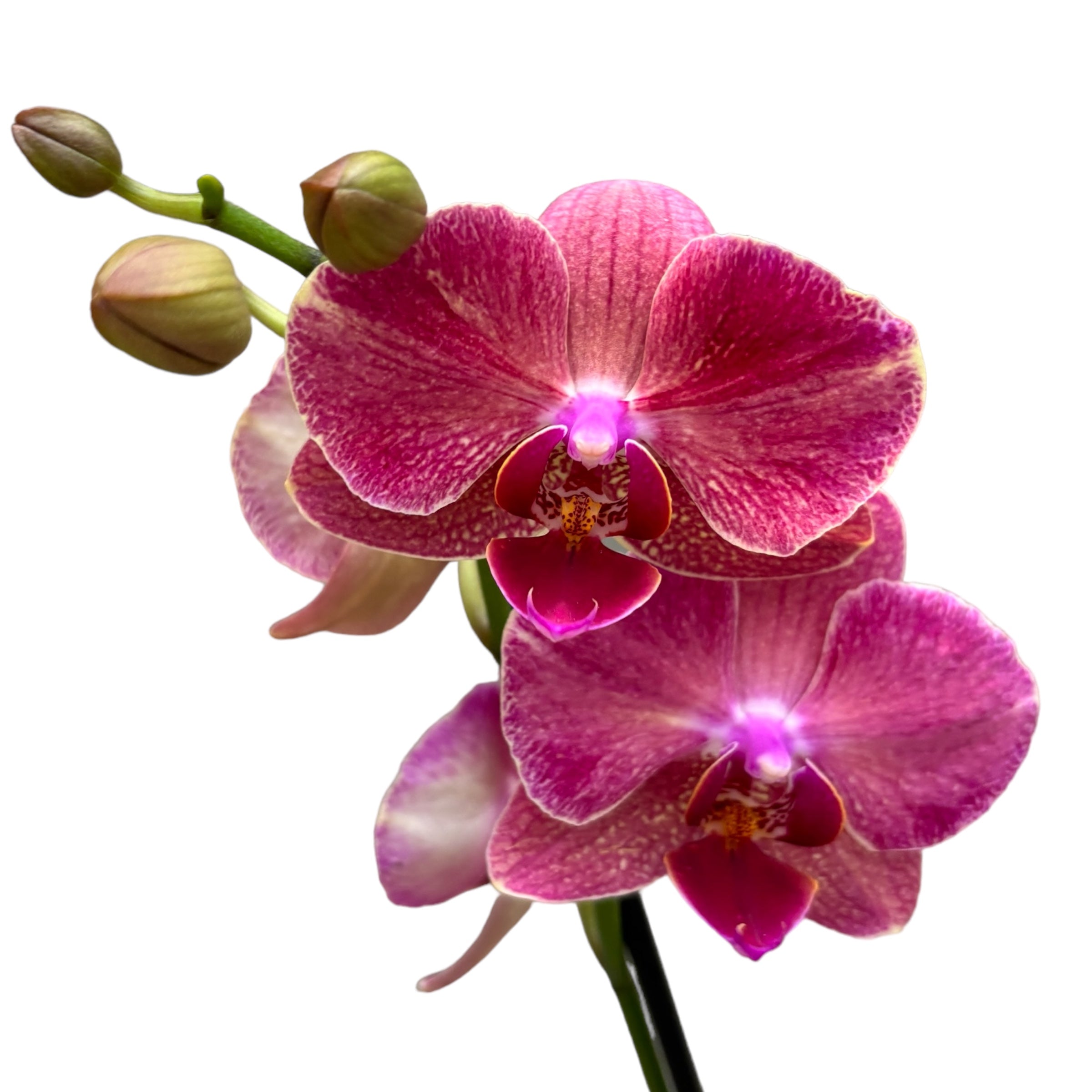 Phalaenopsis Pirate Picotee (variation) – Secret Garden Plant Shop