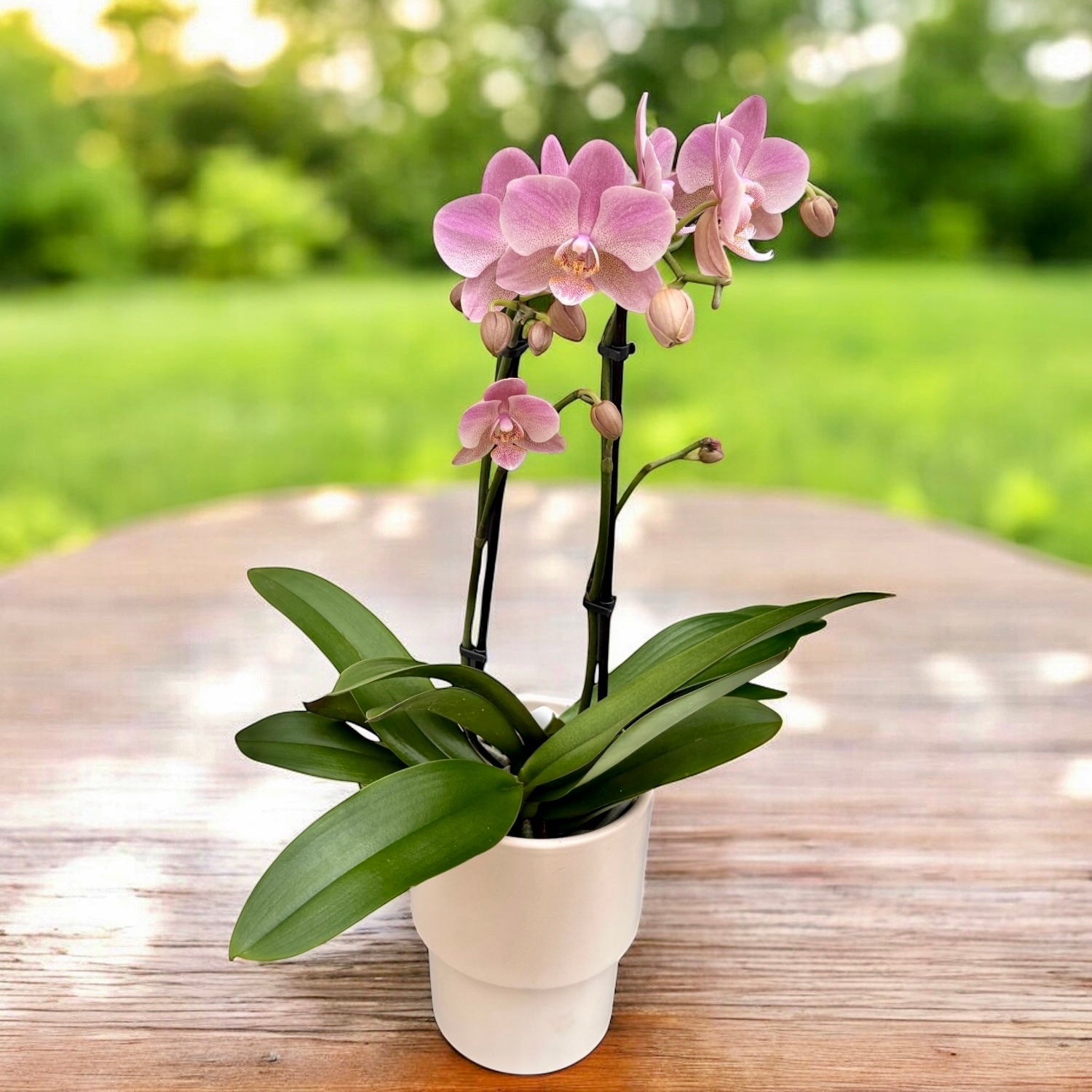 Phalaenopsis Treviso (2 plante/ghiveci) – Secret Garden Plant Shop