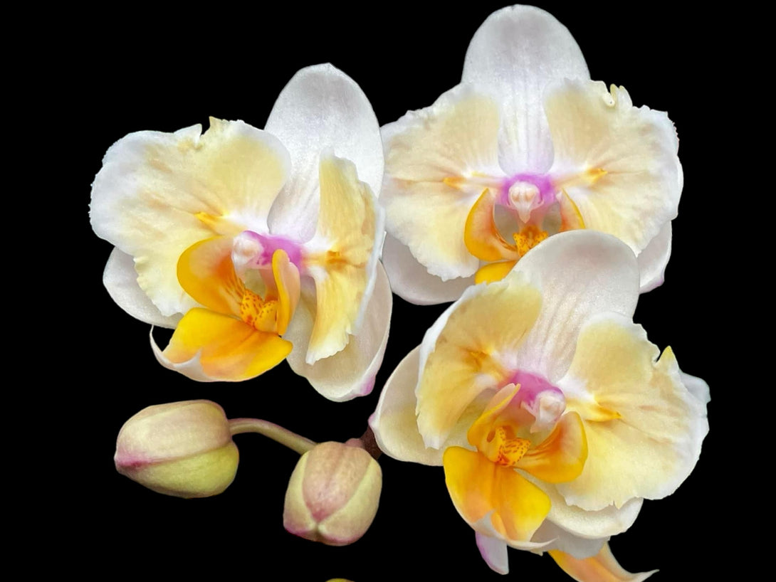 Phalaenopsis Miki Good Idea (peloric - butterfly) – Floraria Secret ...