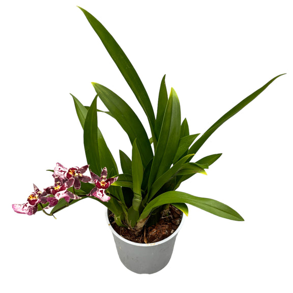 Oncidium (Cyrtocidium) Holm’s Wizard - spotted - foarte parfumat!