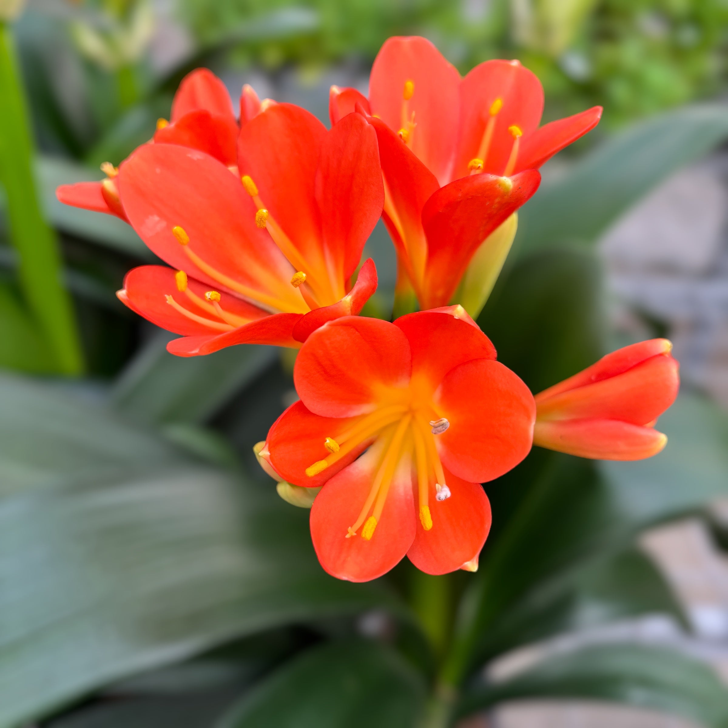 Clivia miniata 'Orange' – Secret Garden Plant Shop