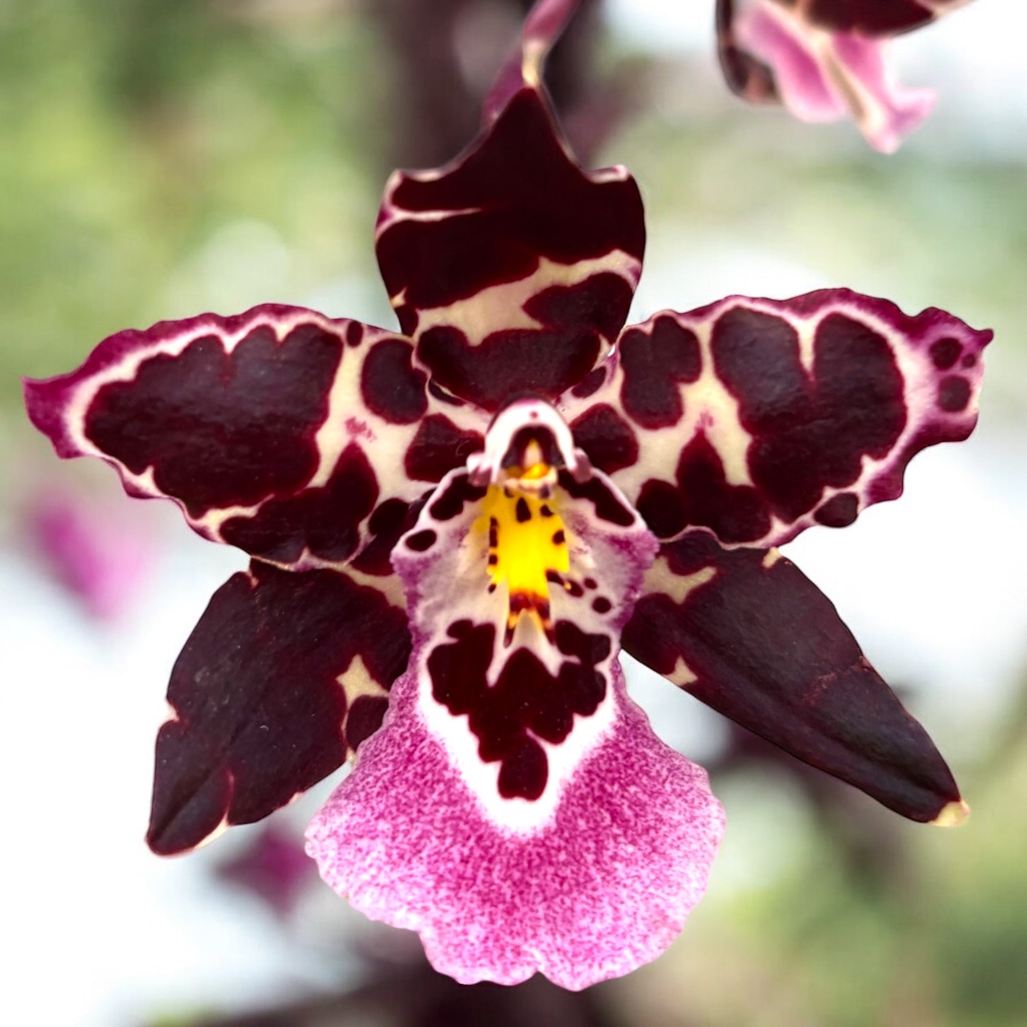 Cambria speciala – Secret Garden Plant Shop