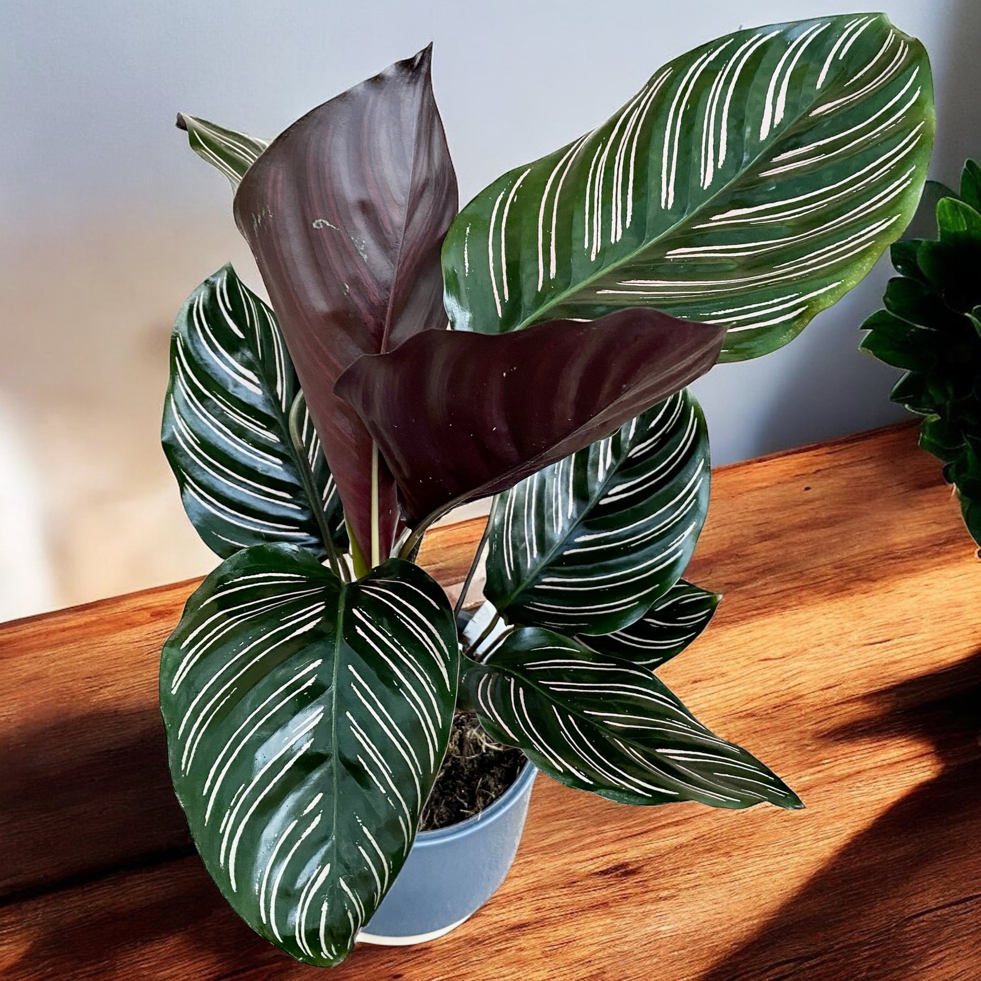 Calathea Ornata Sanderiana (planta paun) – Secret Garden Plant Shop