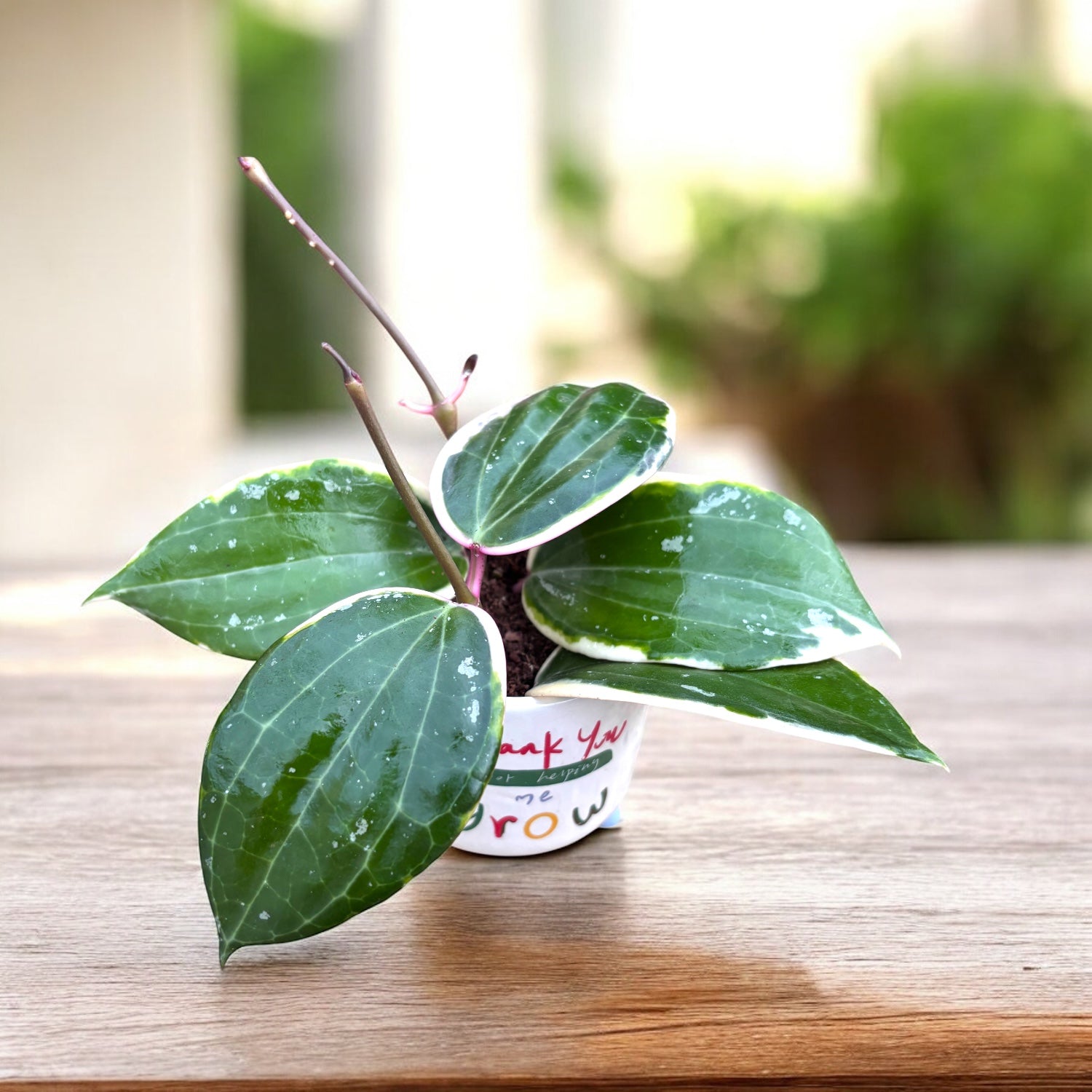 Hoya latifolia 'Albomarginata' (round leaf) D6 – Secret Garden Plant Shop