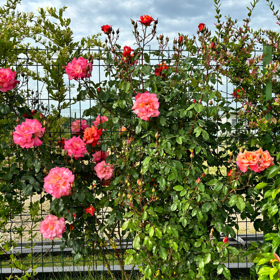 Rosa ‘Westerland’® (Rosa 'Orange Climber') - Trandafir floribunda, cat