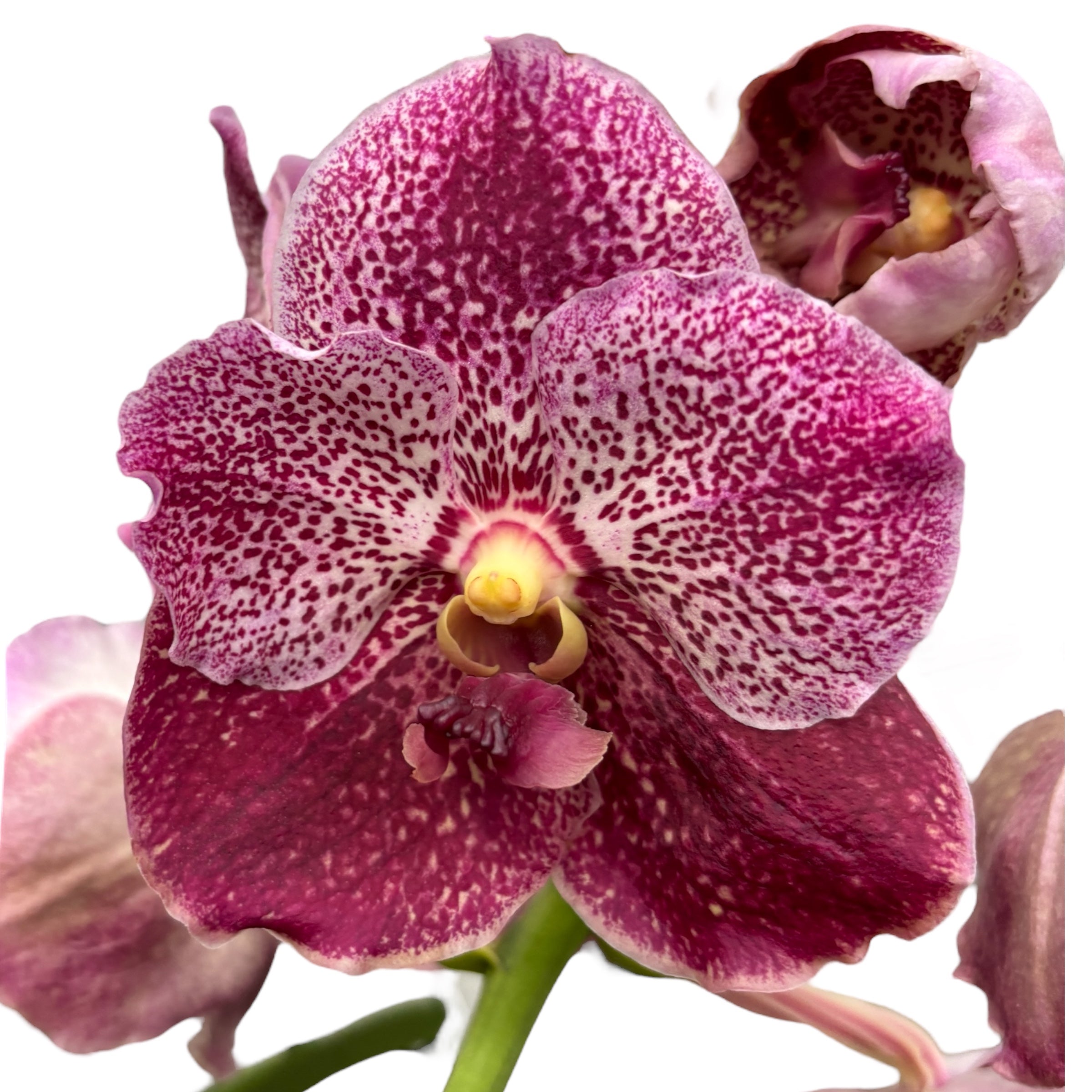 Vanda Chocolate Red (Ansu)