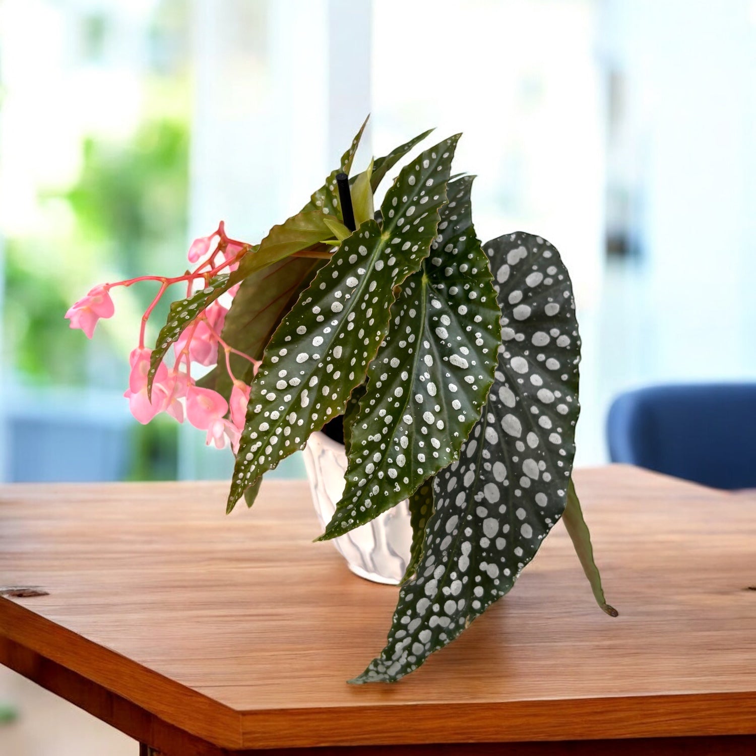 Begonia maculata 'Silver Spot' (babyplant) – Secret Garden Plant Shop