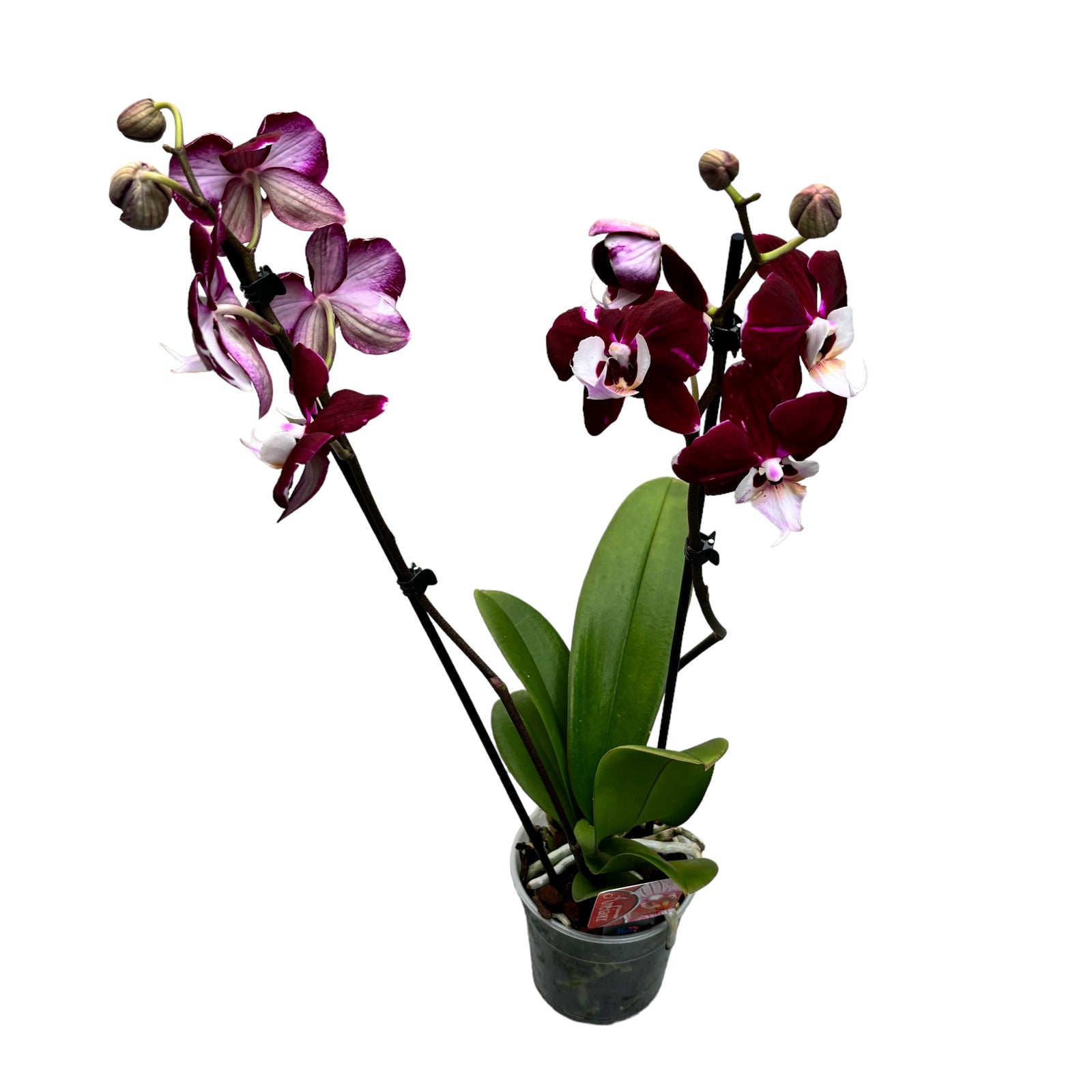 Phalaenopsis White Lip – Secret Garden Plant Shop