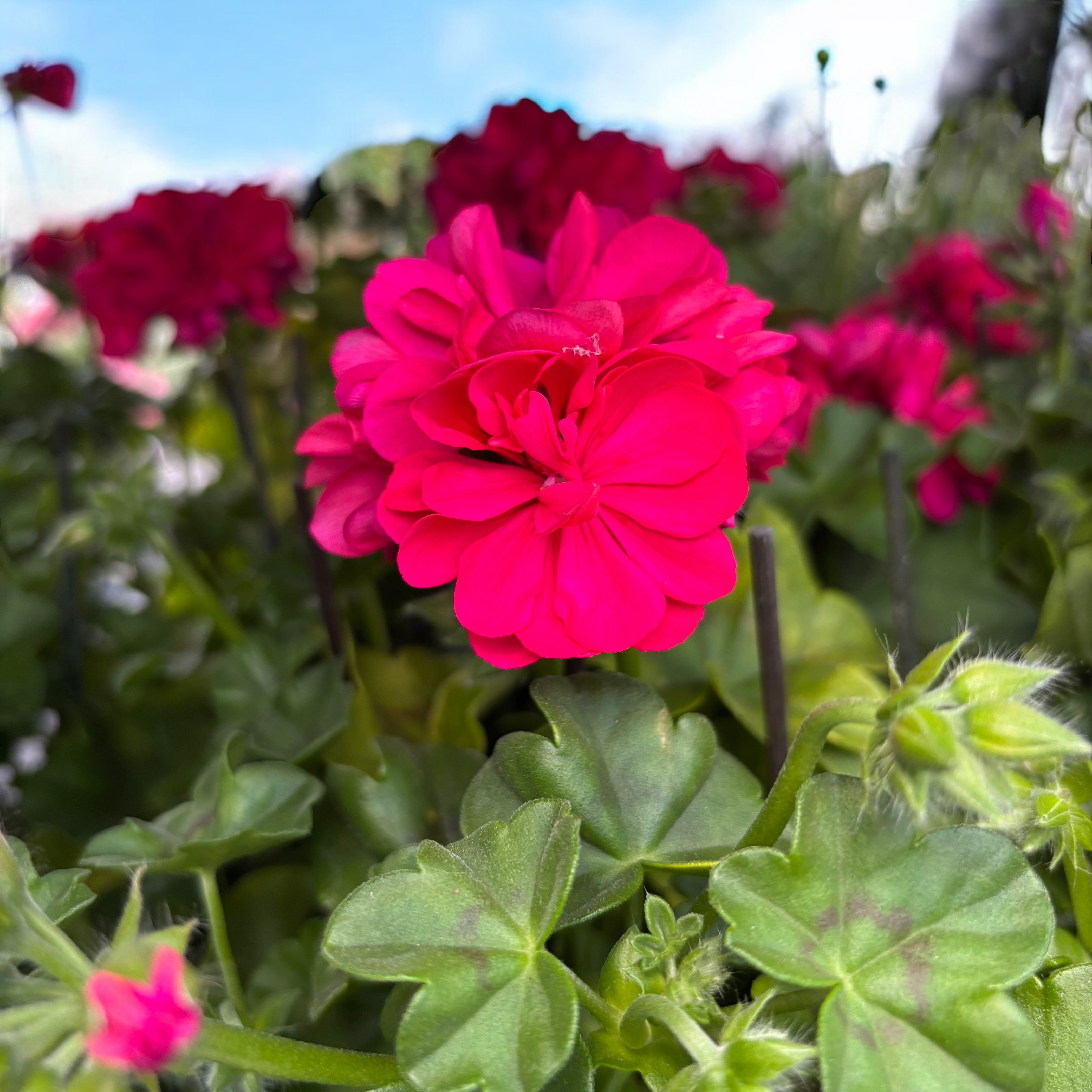 Pelargonium peltatum ‘Royal Hot Pink (muscata curgatoare cu flori dubl ...