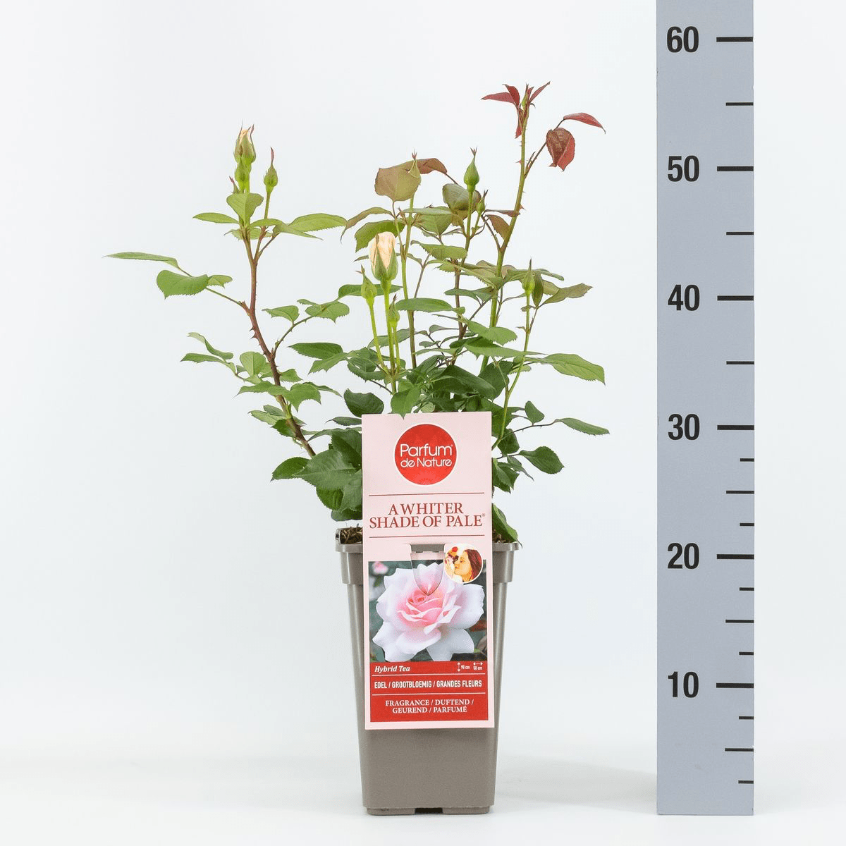 Rosa 'A Whiter Shade of Pale’® - Trandafir teahibrid, puternic parfuma ...