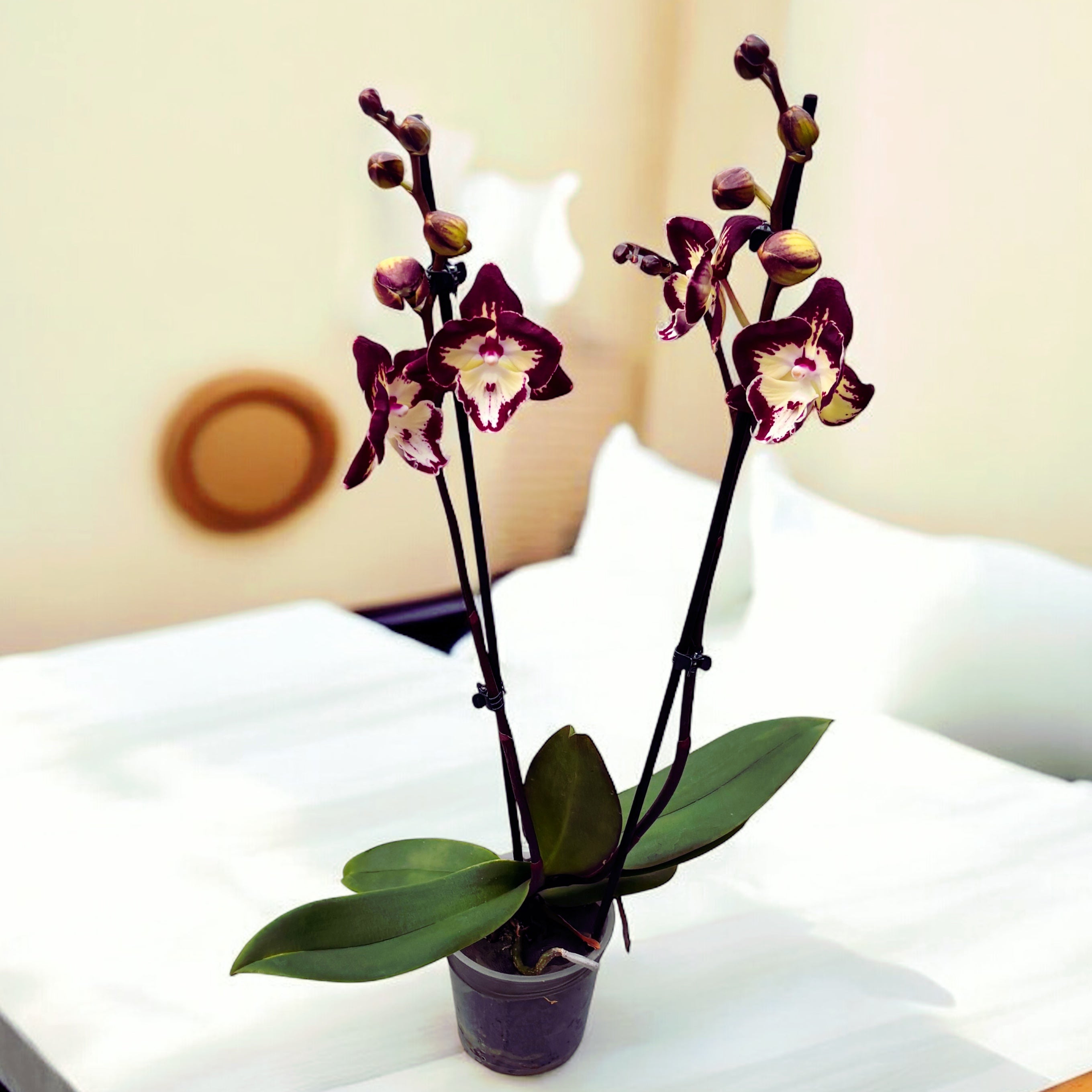 Phalaenopsis ‘Champion Daruma’ big lip