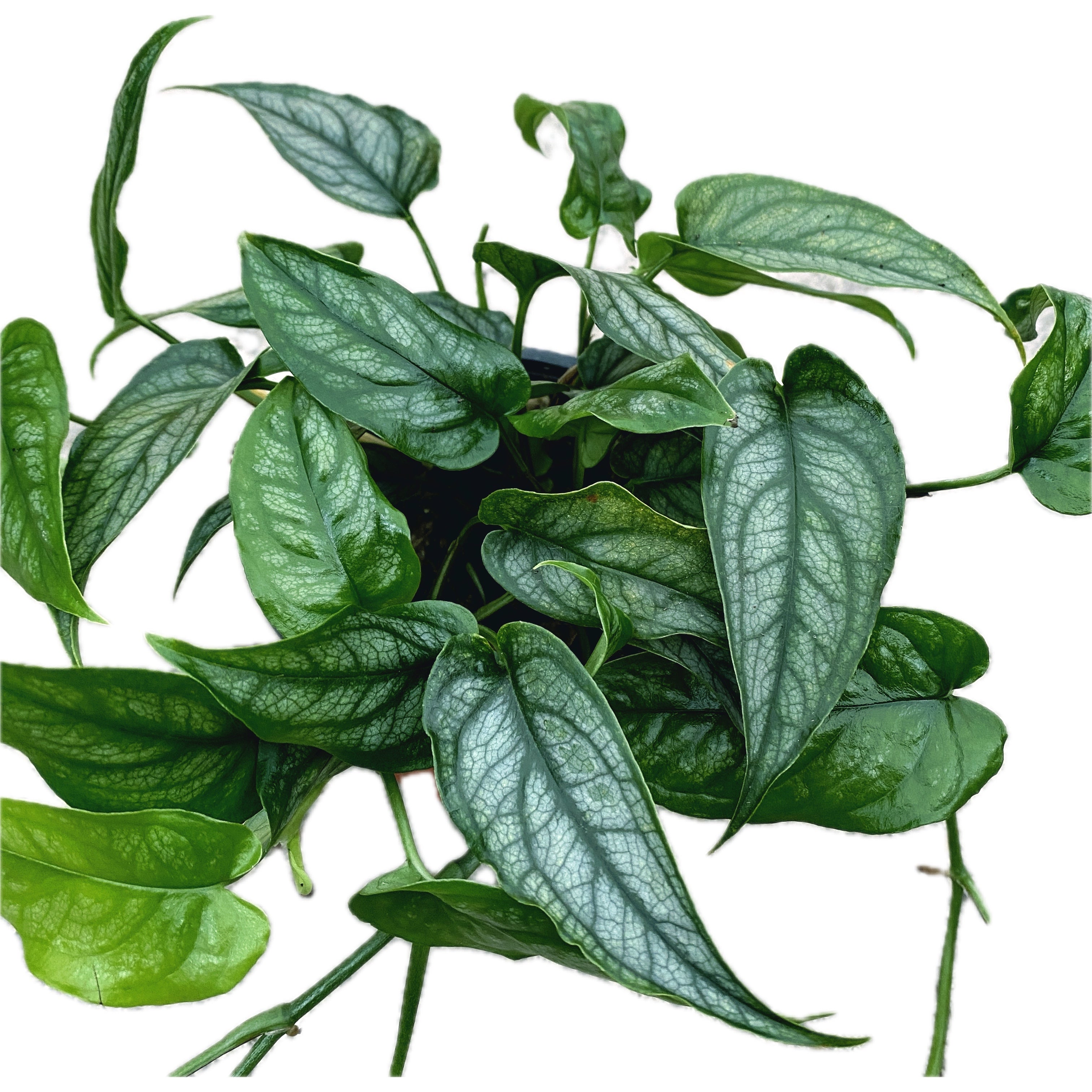 Monstera Siltepecana (Silver Monstera) +4 plants/pot