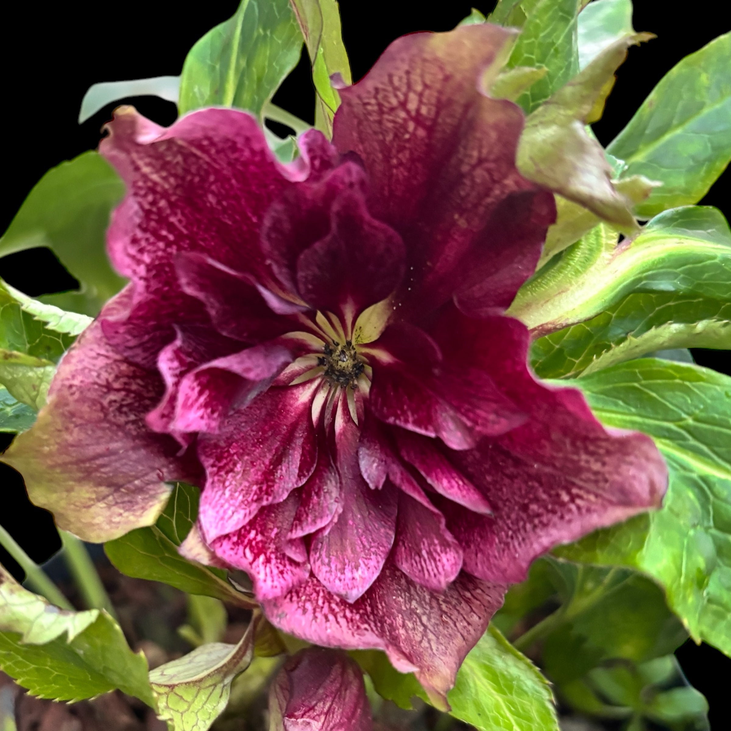 Helleborus orientalis ‘Double Ellen Red’ (Spanz cu flori duble ...