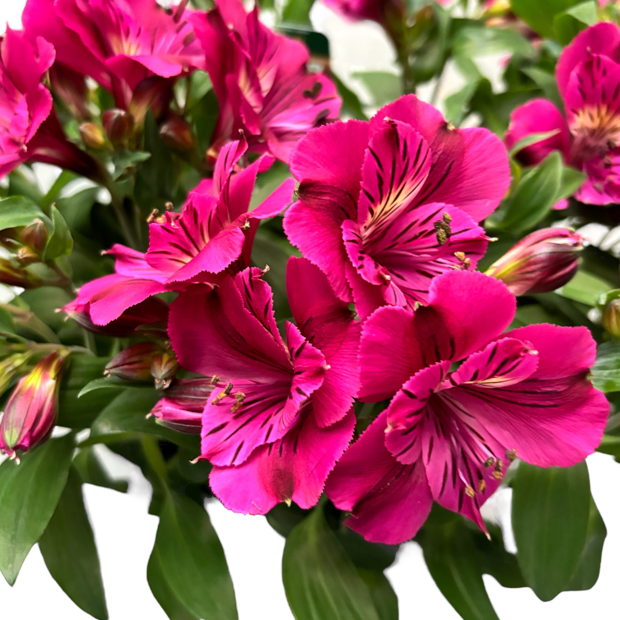 Alstroemeria Colorita Purple
