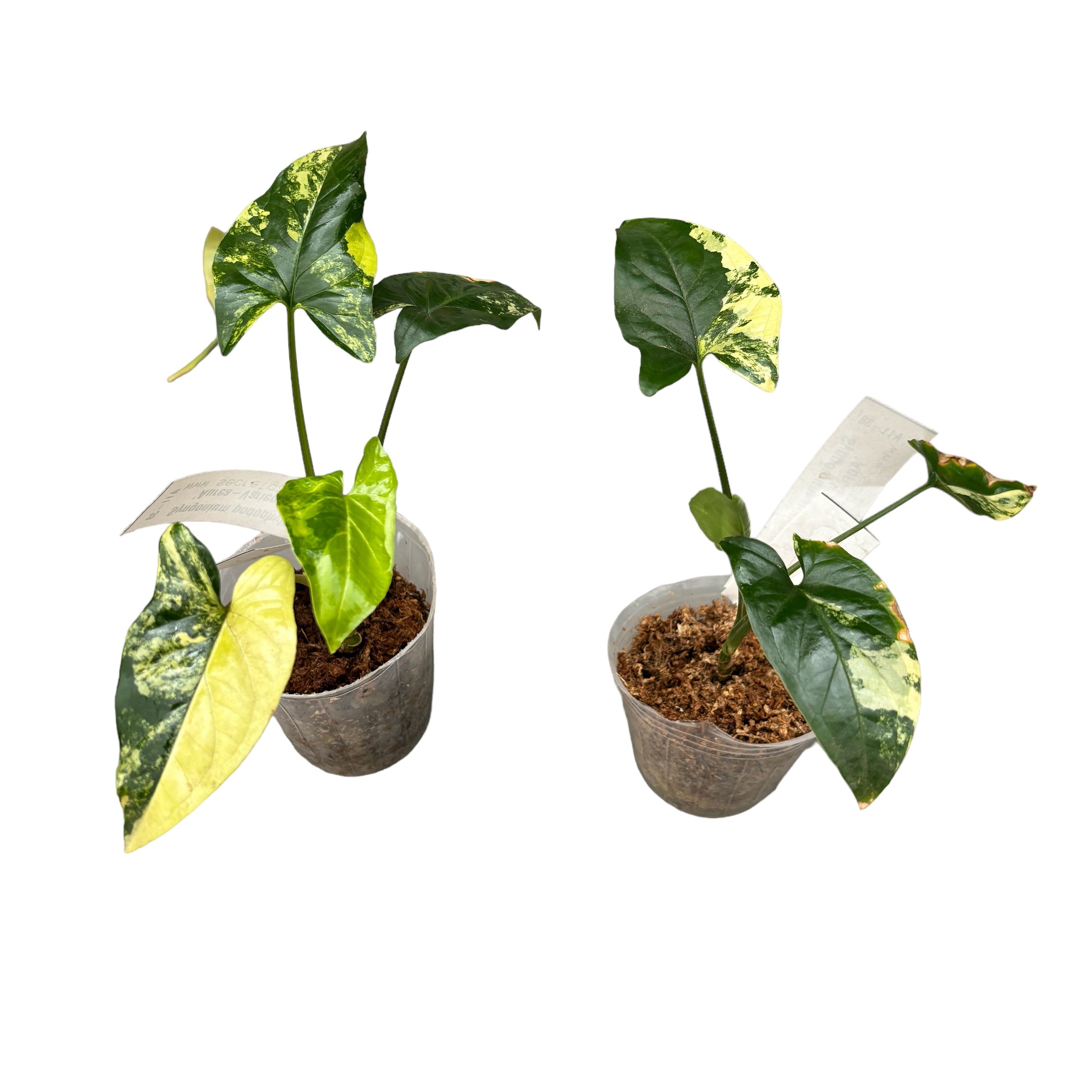 Syngonium podophyllum 'Aurea-Variegata' – Secret Garden Plant Shop