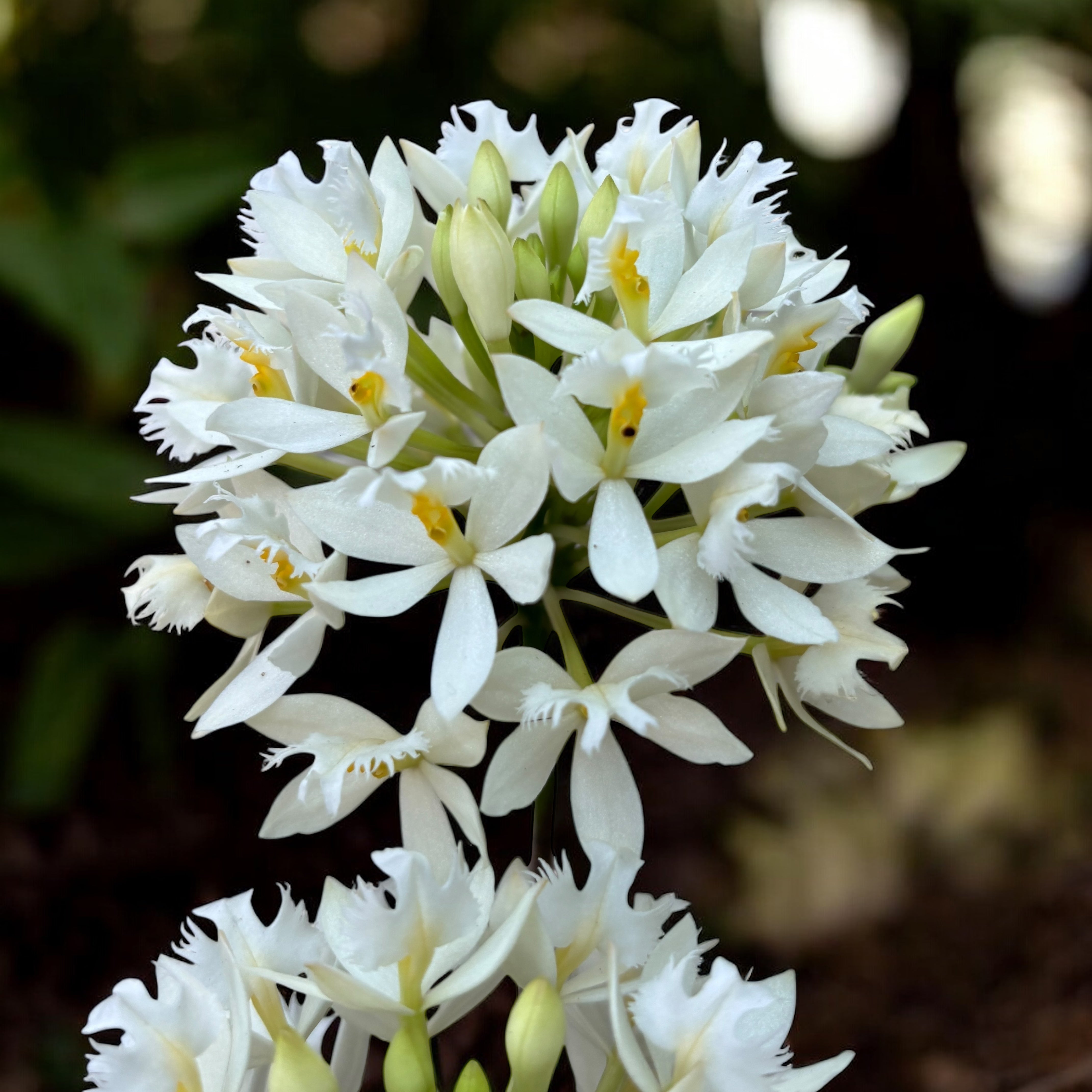 Epidendrum radicans ‘White’ XL – Secret Garden Plant Shop