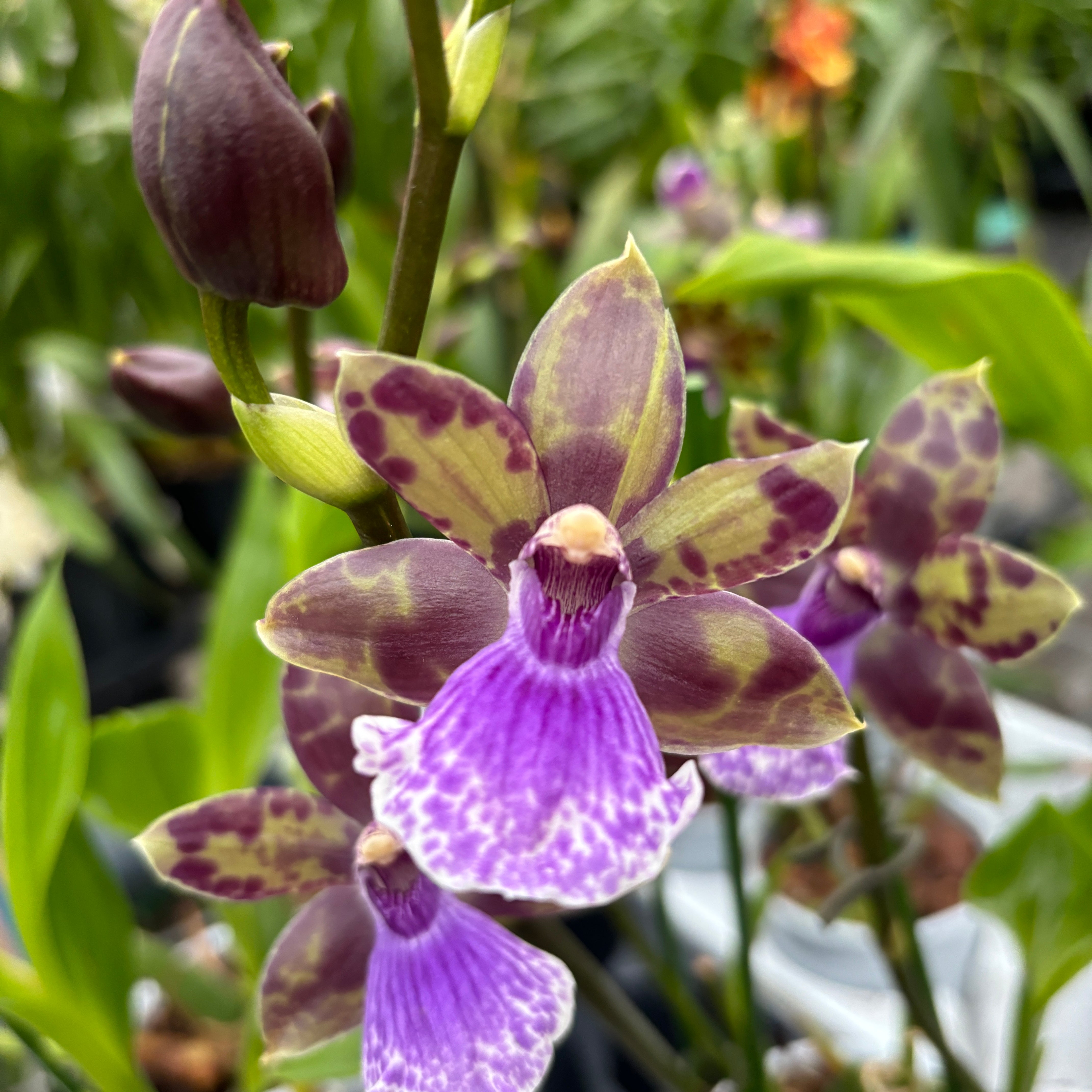 Zygopabstia Poul Moestrup 'Romy' fragrant – Secret Garden Plant Shop