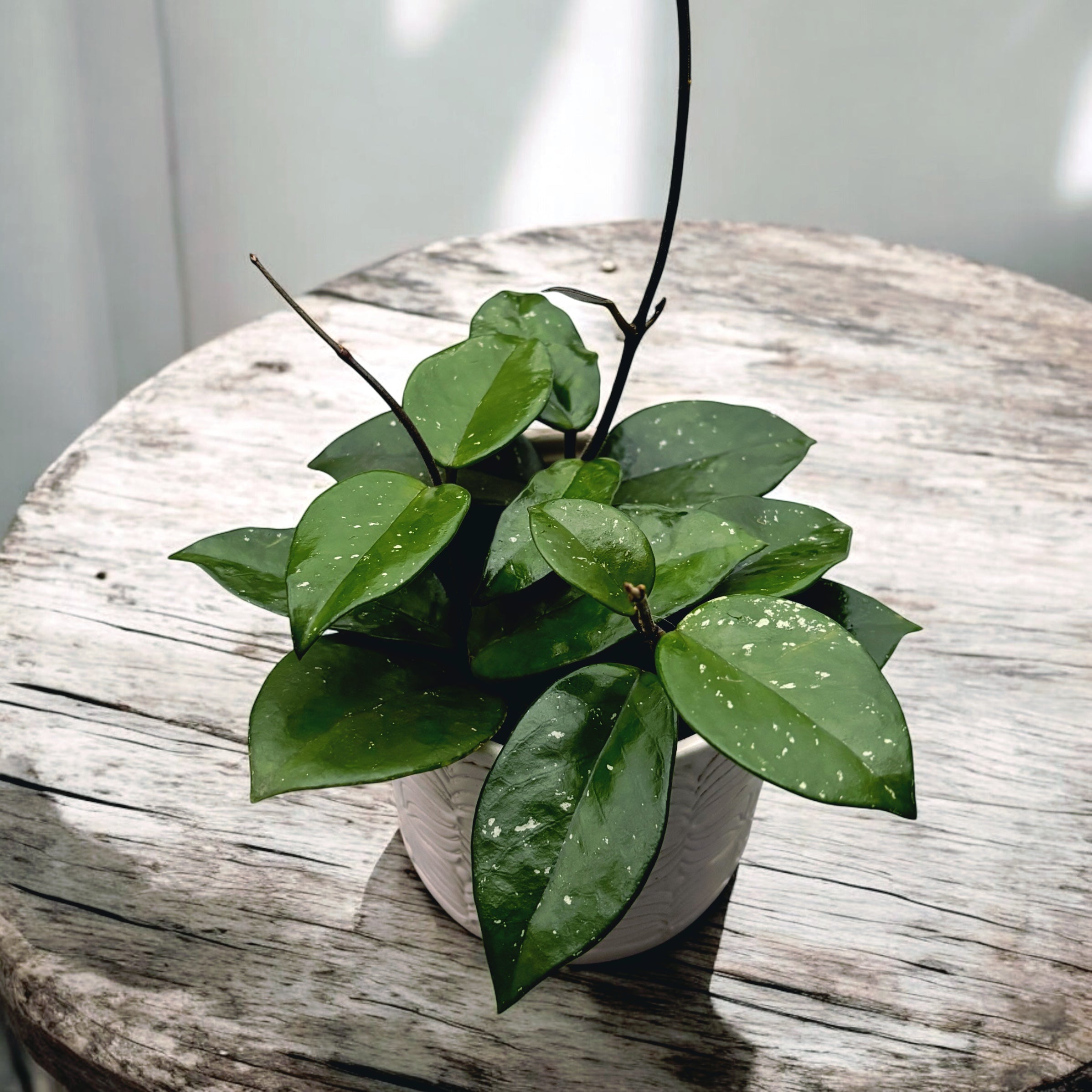 Hoya carnosa ‘Freckles’ (Silver Splash) - full pots – Secret Garden ...